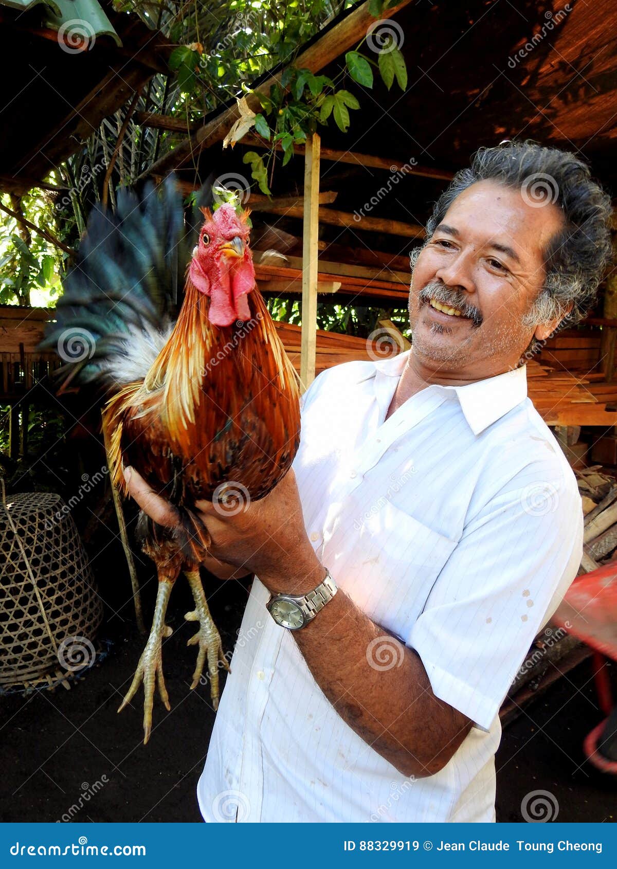 Proud Smiling Rooster Stock Photos - Free & Royalty-Free Stock Photos ...