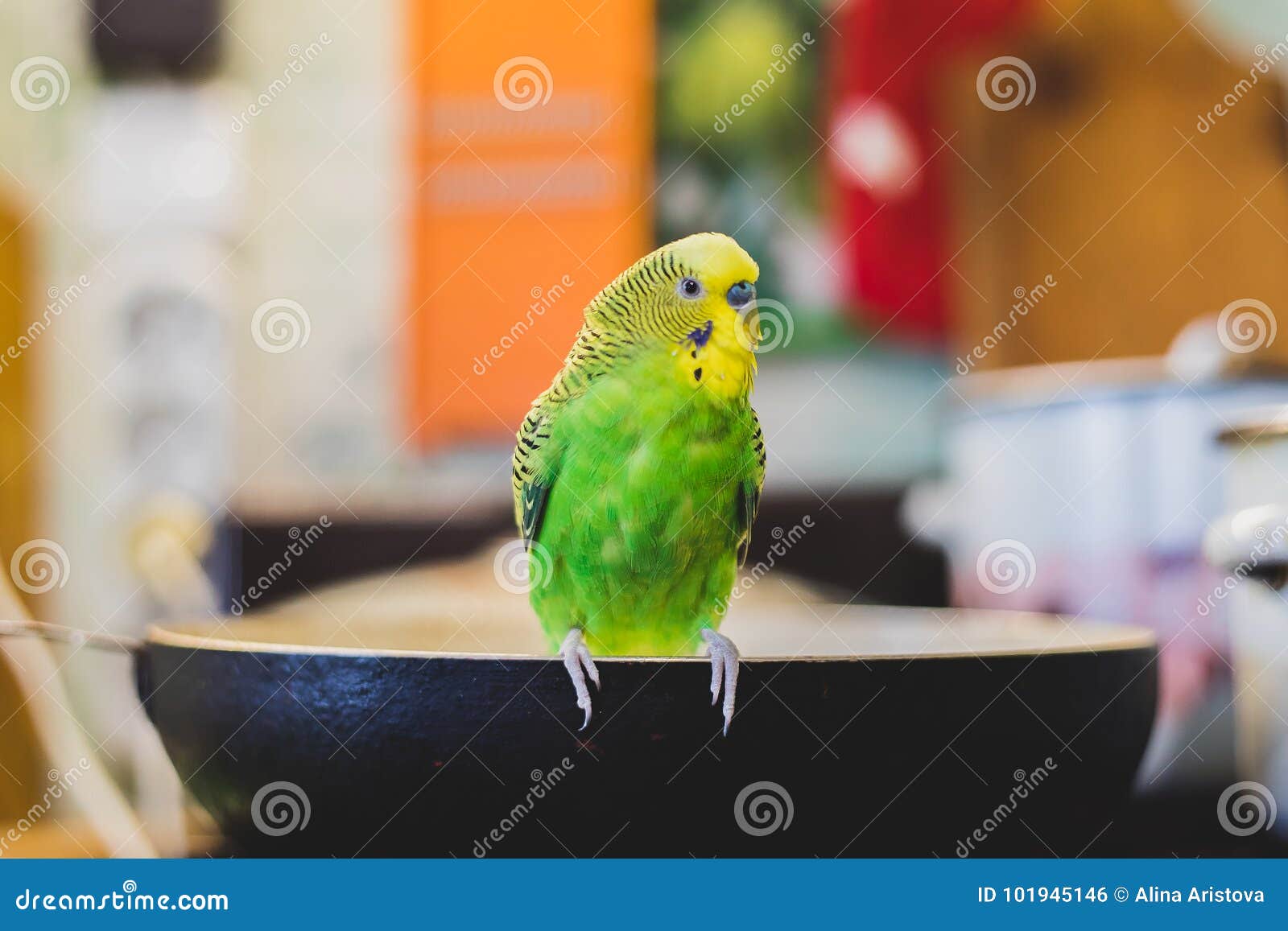 168 Proud Parrot Stock Photos - Free & Royalty-Free Stock Photos from ...