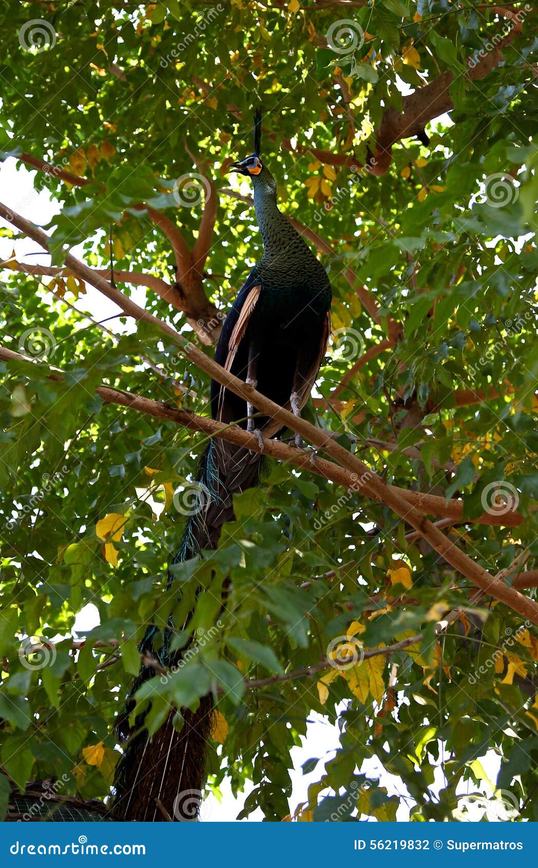 Peacock Sitting Tree Branch Stock Photos - Download 214 Royalty Free Photos