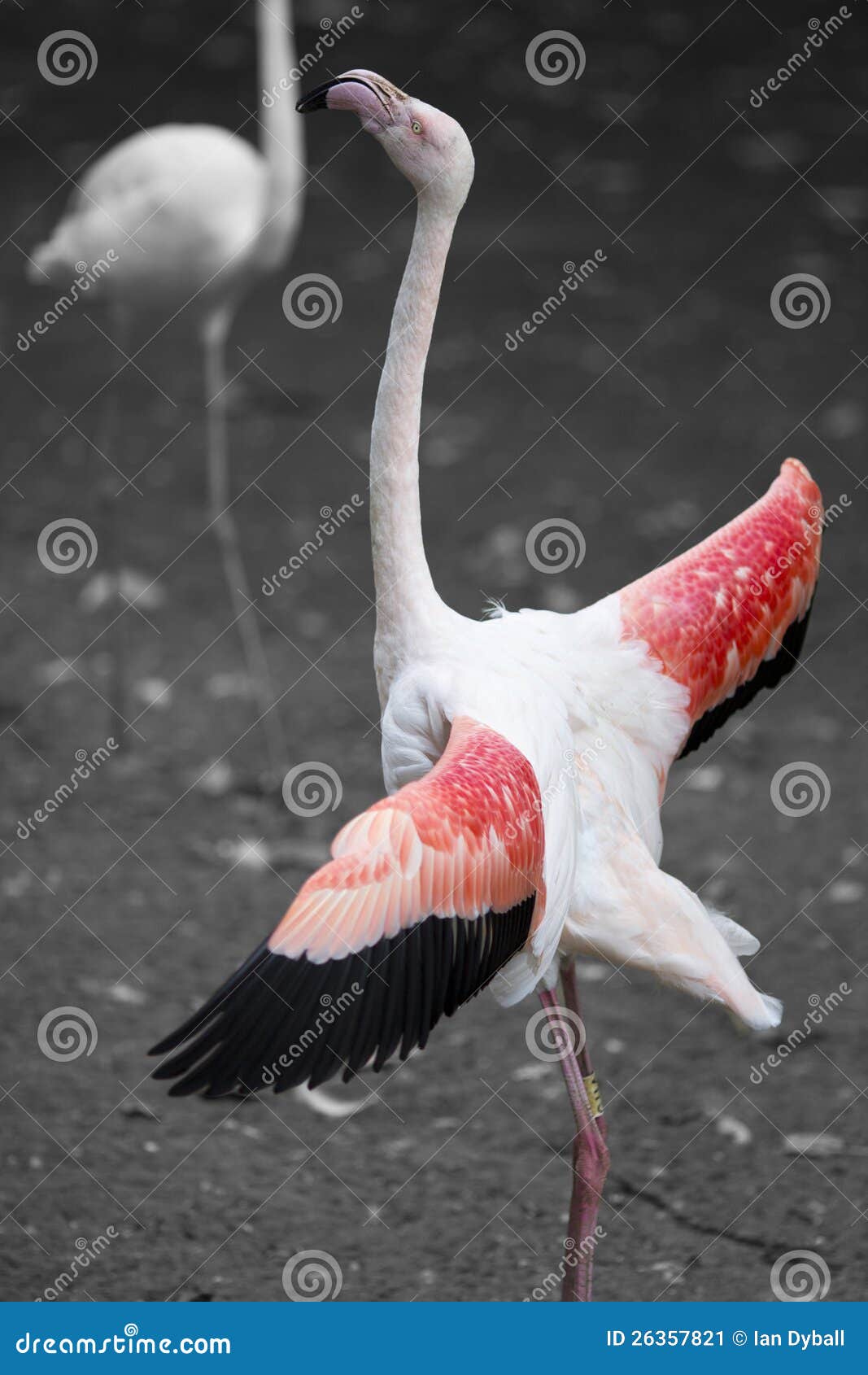 Proud Pink Flamingo Standing Tall Stock Image - Image of magnificent ...