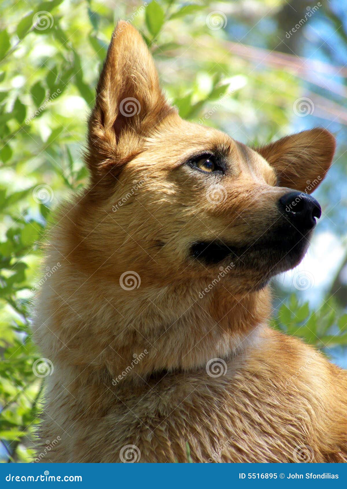 Proud Pose stock image. Image of alert, mutt, shepherd - 5516895