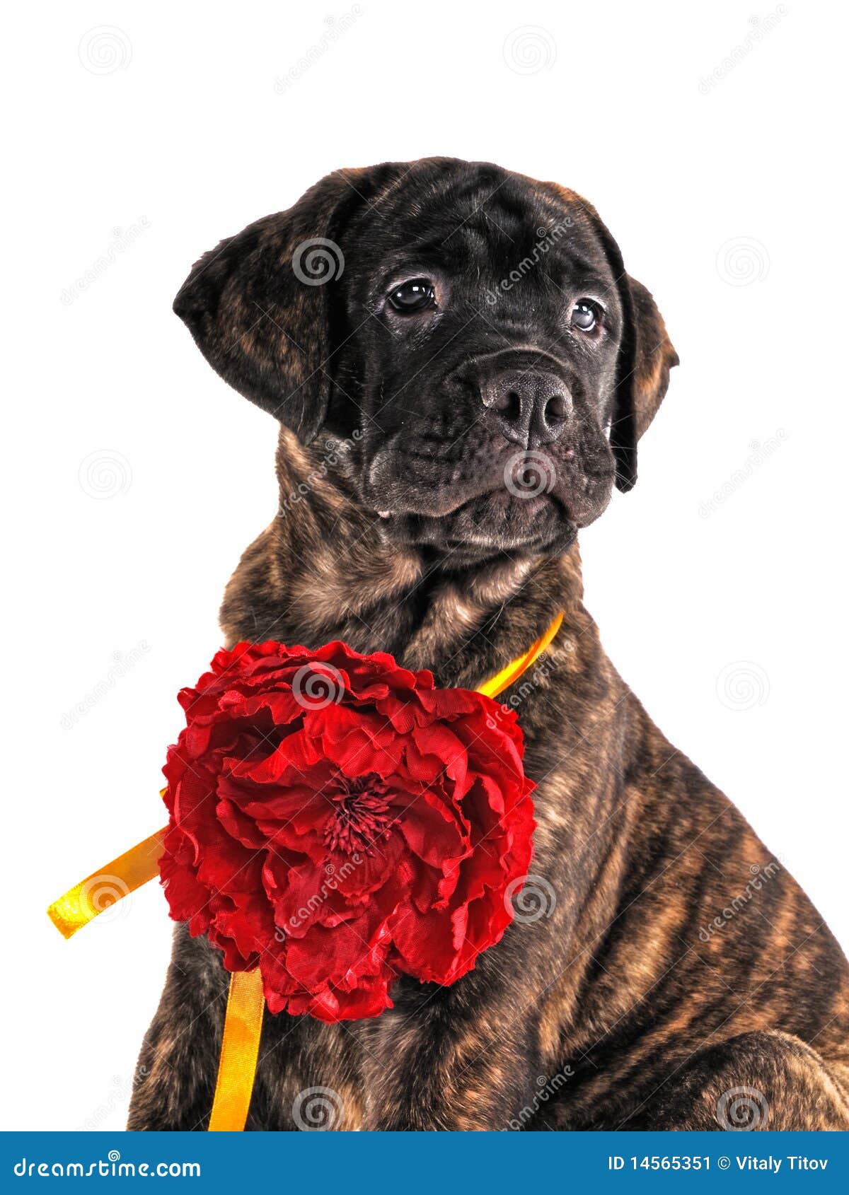 Proud Puppy with a Flower stock image. Image of gorgeous - 14565351