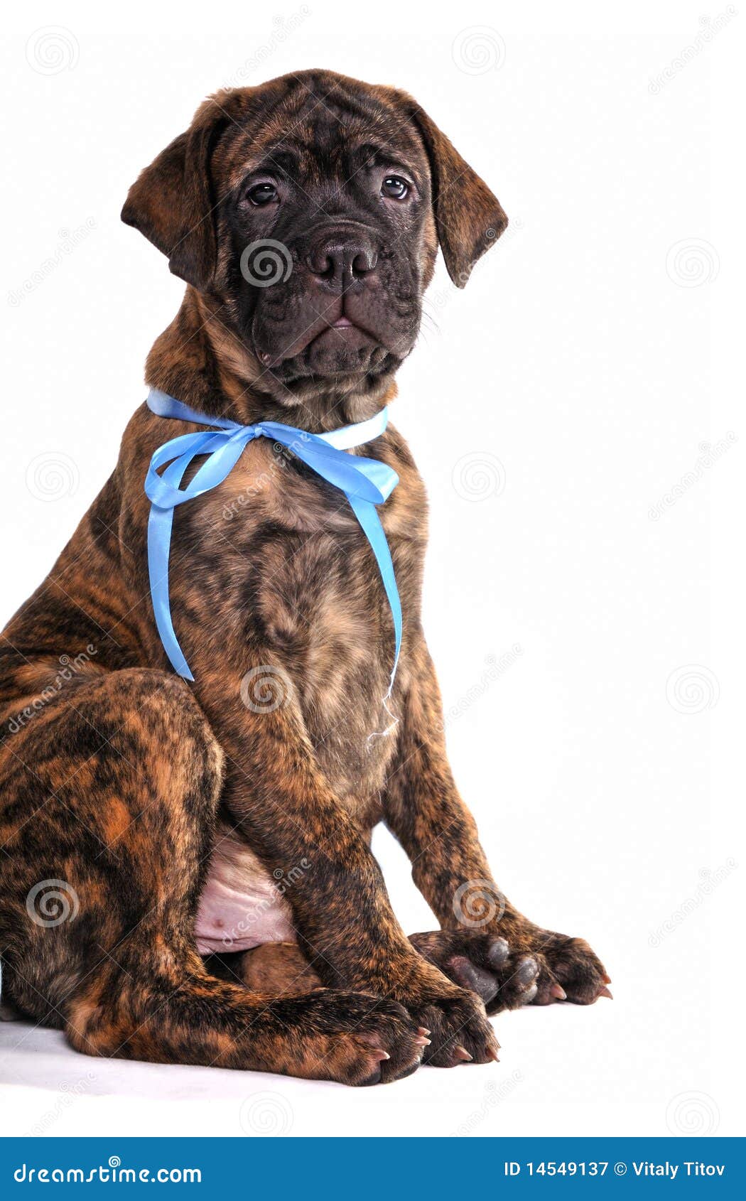 Proud Puppy Sitting stock image. Image of cute, pedigree - 14549137