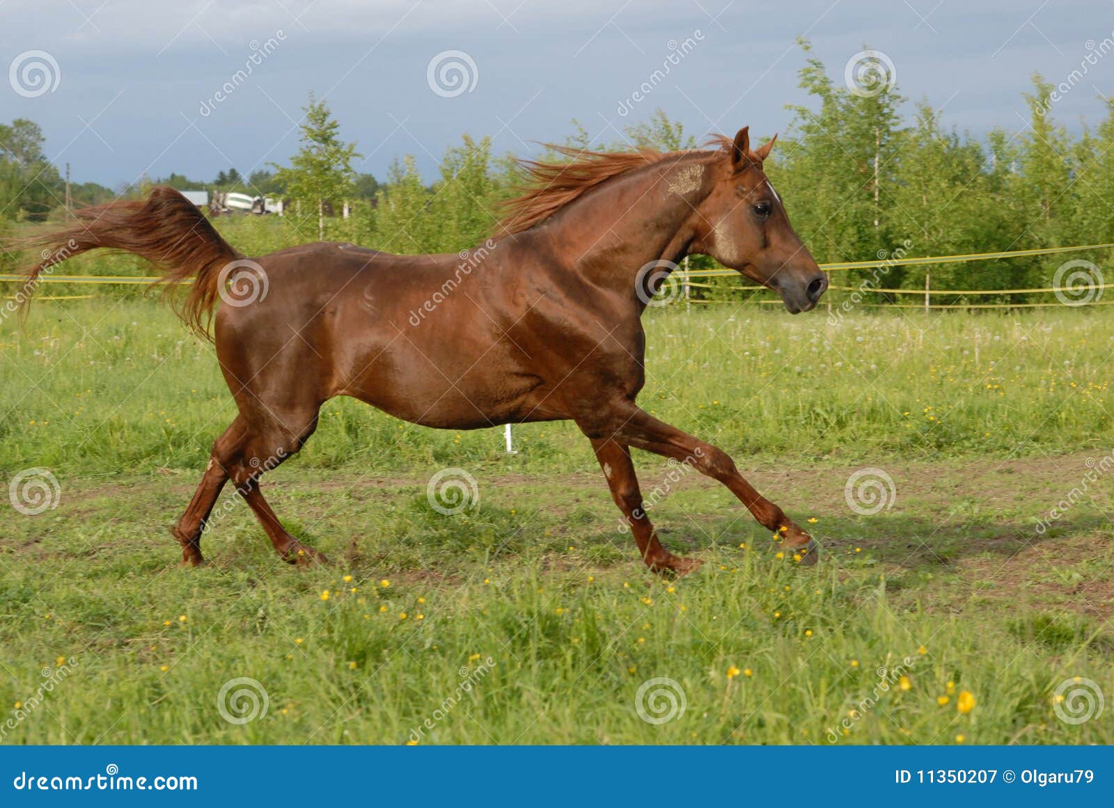 Proud Red Arabian Horse Gallop Stock Image - Image of headpiece, hack ...