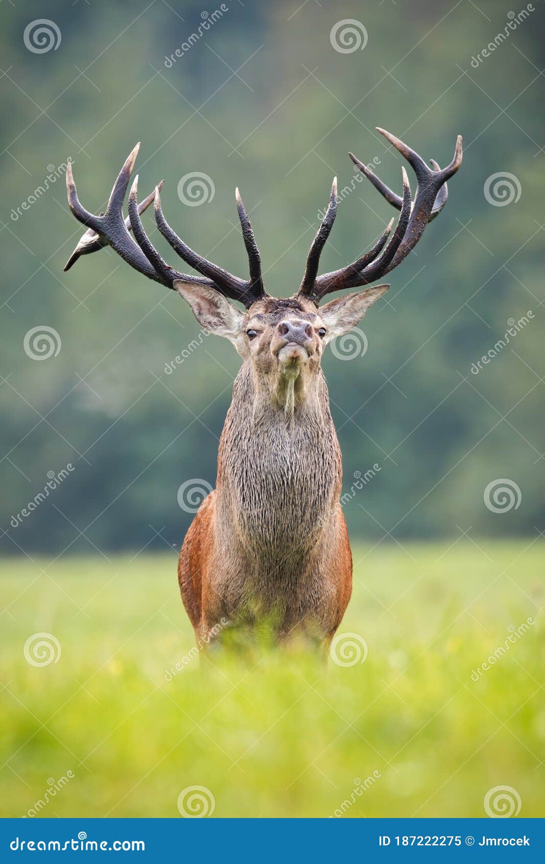 Proud Red Deer Stag Looking into Camera from Front View in Vertical ...