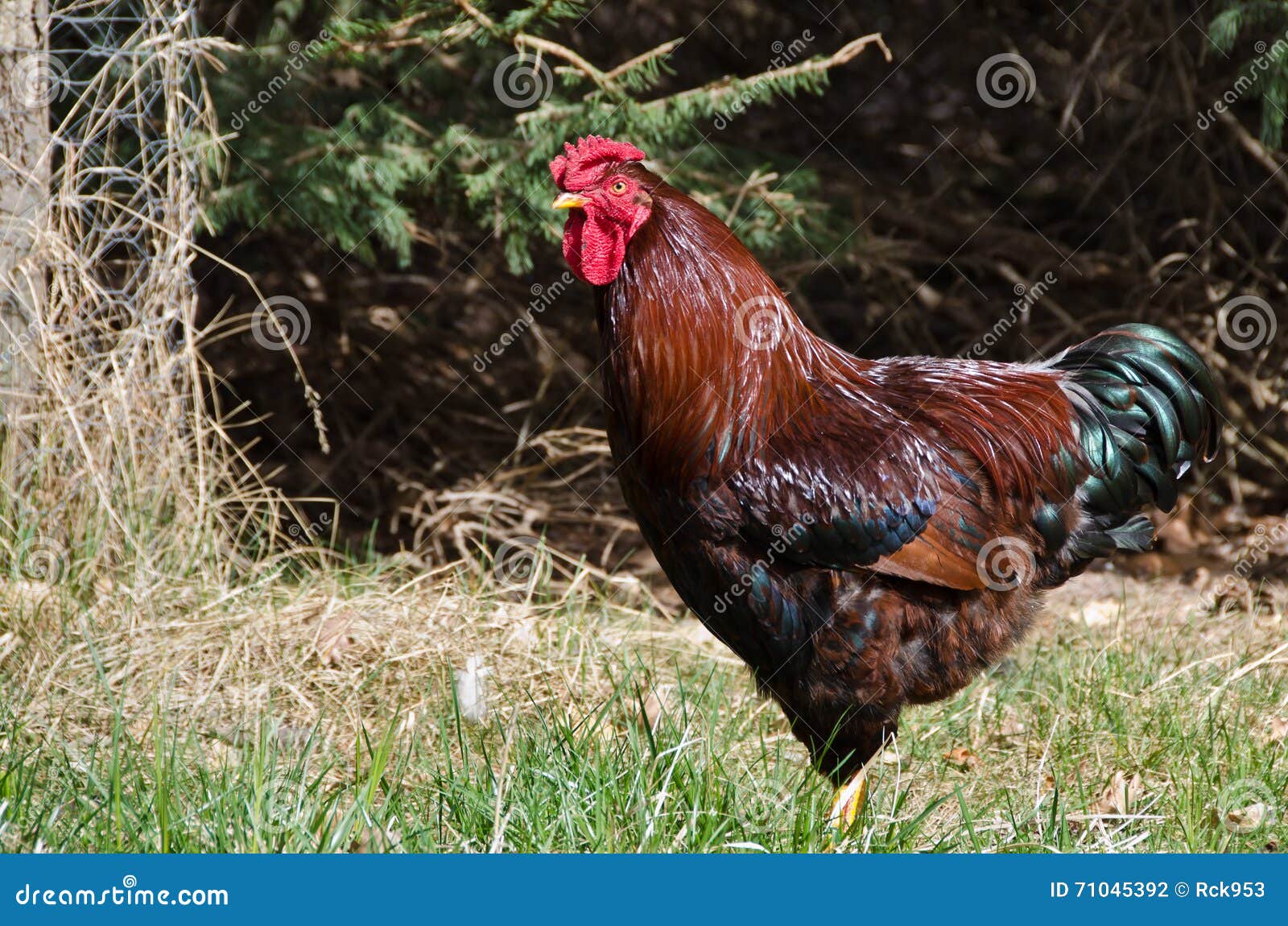 Proud Red Rooster Standing Tall in the Green Grass Stock Photo - Image ...