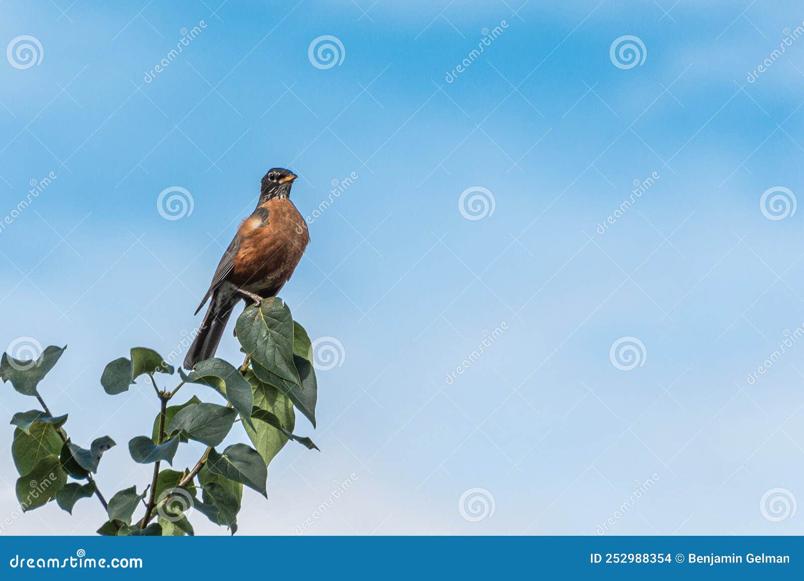 Proud Robin on Top of a Tree Stock Photo - Image of songbird, branch ...
