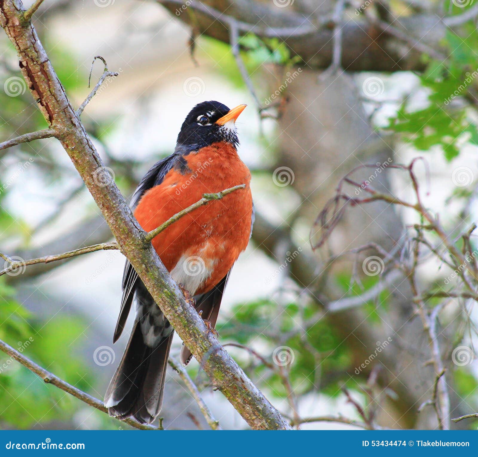 Proud Robin stock photo. Image of state, chest, north - 53434474