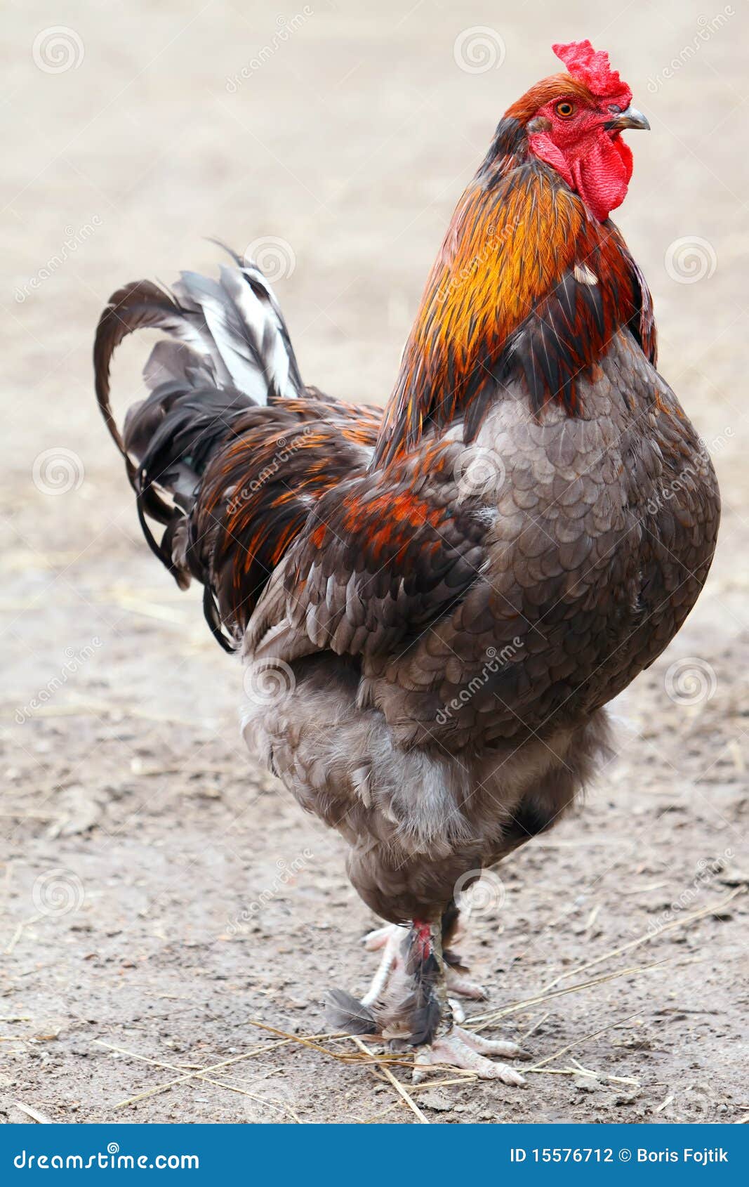 Proud rooster stock photo. Image of colourful, view, observant - 15576712