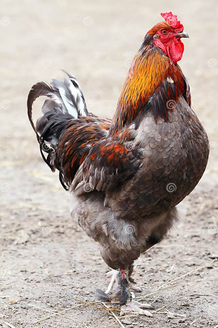 Proud rooster stock photo. Image of colourful, view, observant - 15576712