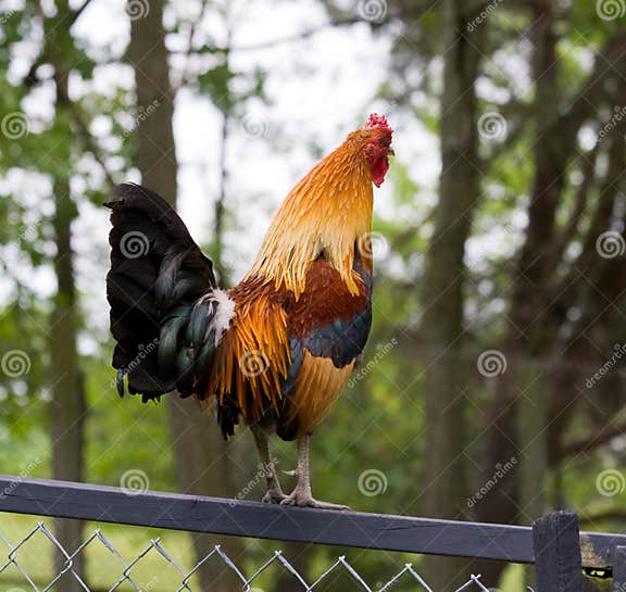Proud Rooster stock photo. Image of adult, poultry, colours - 15669528