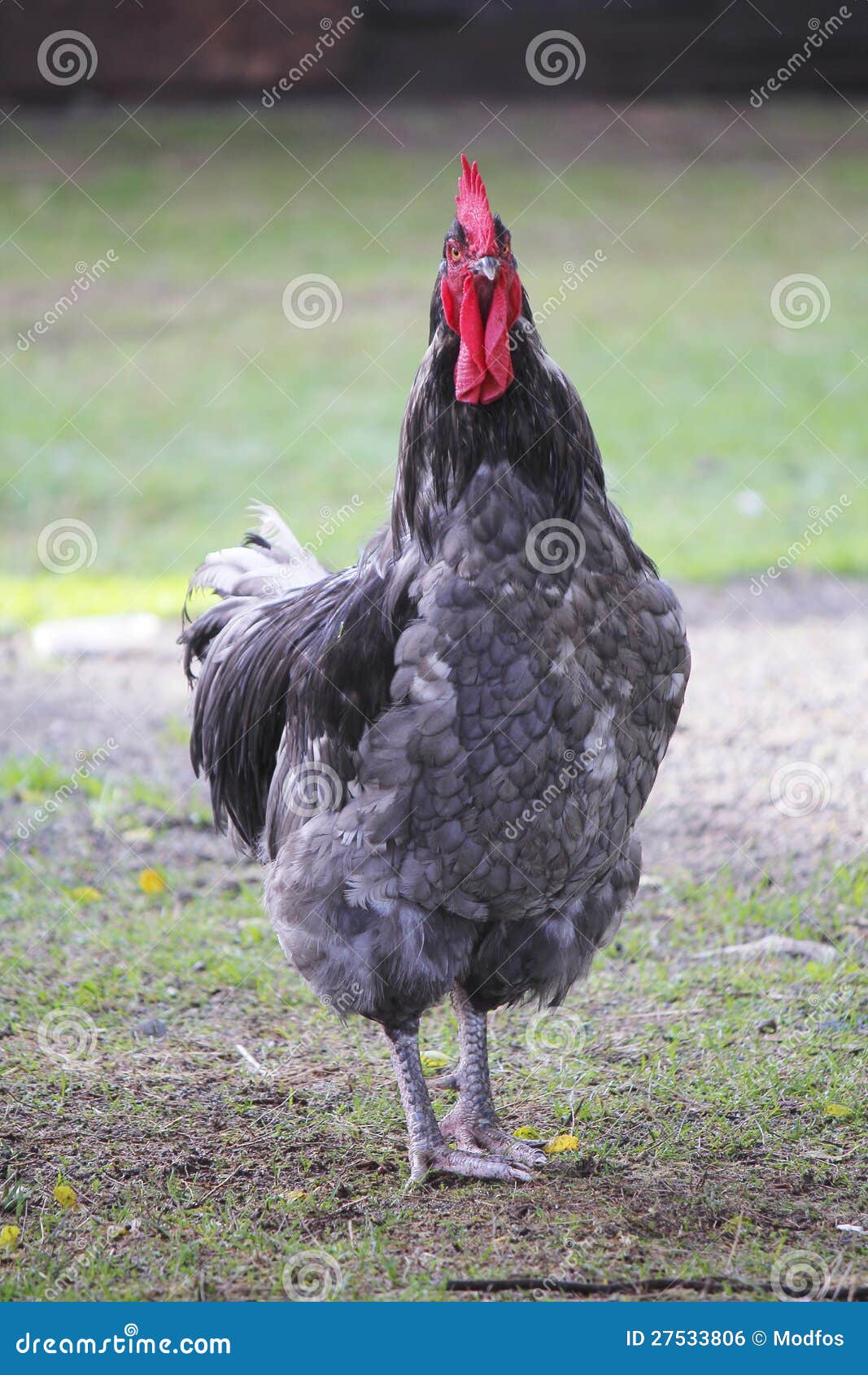 Proud Rooster stock photo. Image of vertical, tall, large - 27533806