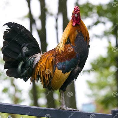 Proud Rooster stock photo. Image of adult, outdoors, fence - 5331202