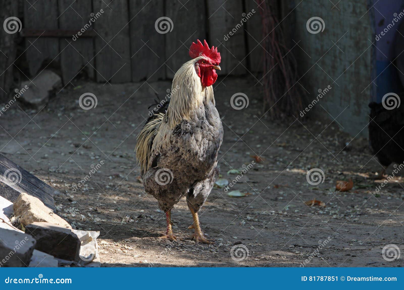 Proud rooster in backyard stock image. Image of phasianidae - 81787851