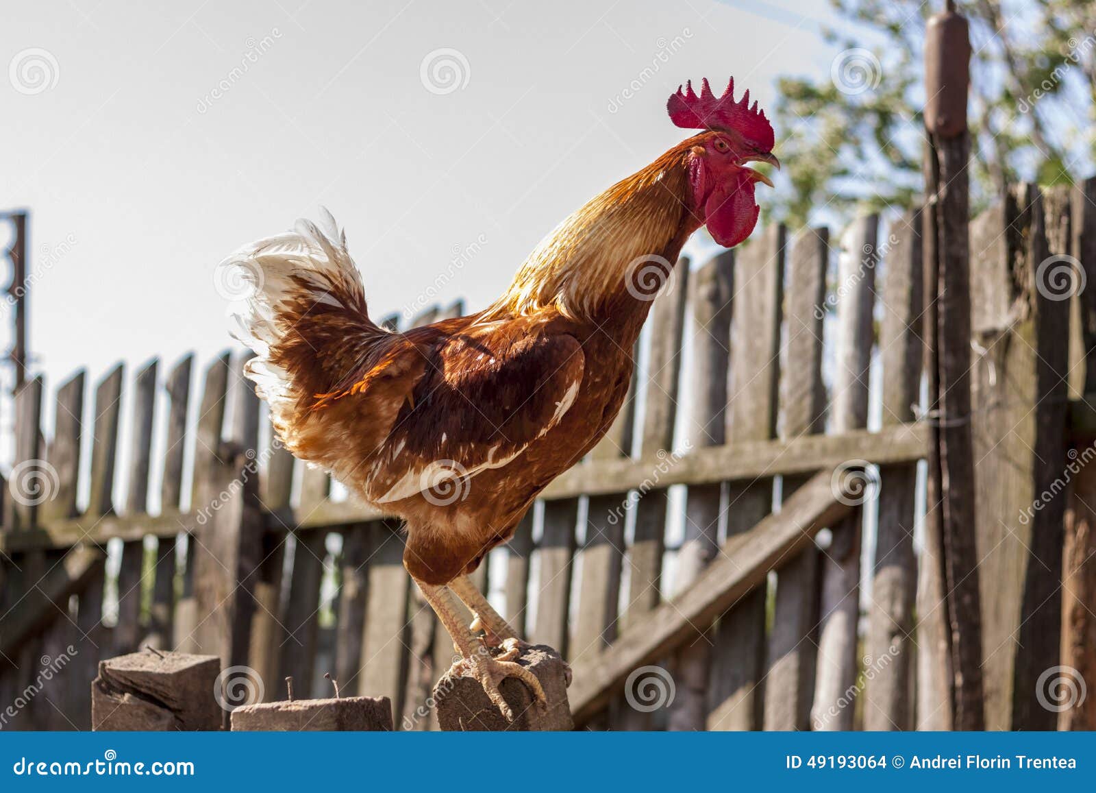 Proud Rooster Crowing on a Pillar Stock Photo - Image of yard, birds ...