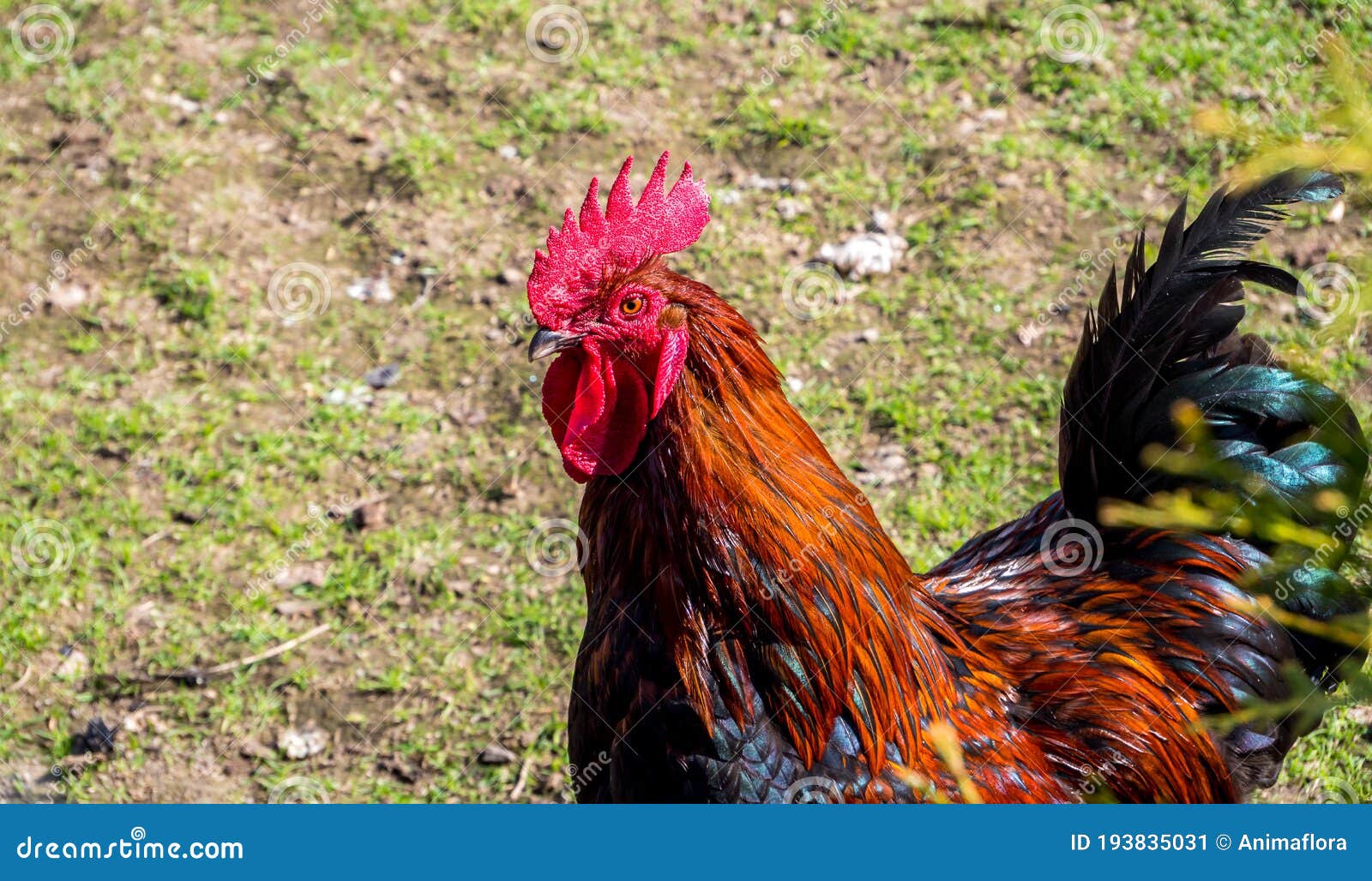 Proud rooster on a farm stock image. Image of bounce - 193835031