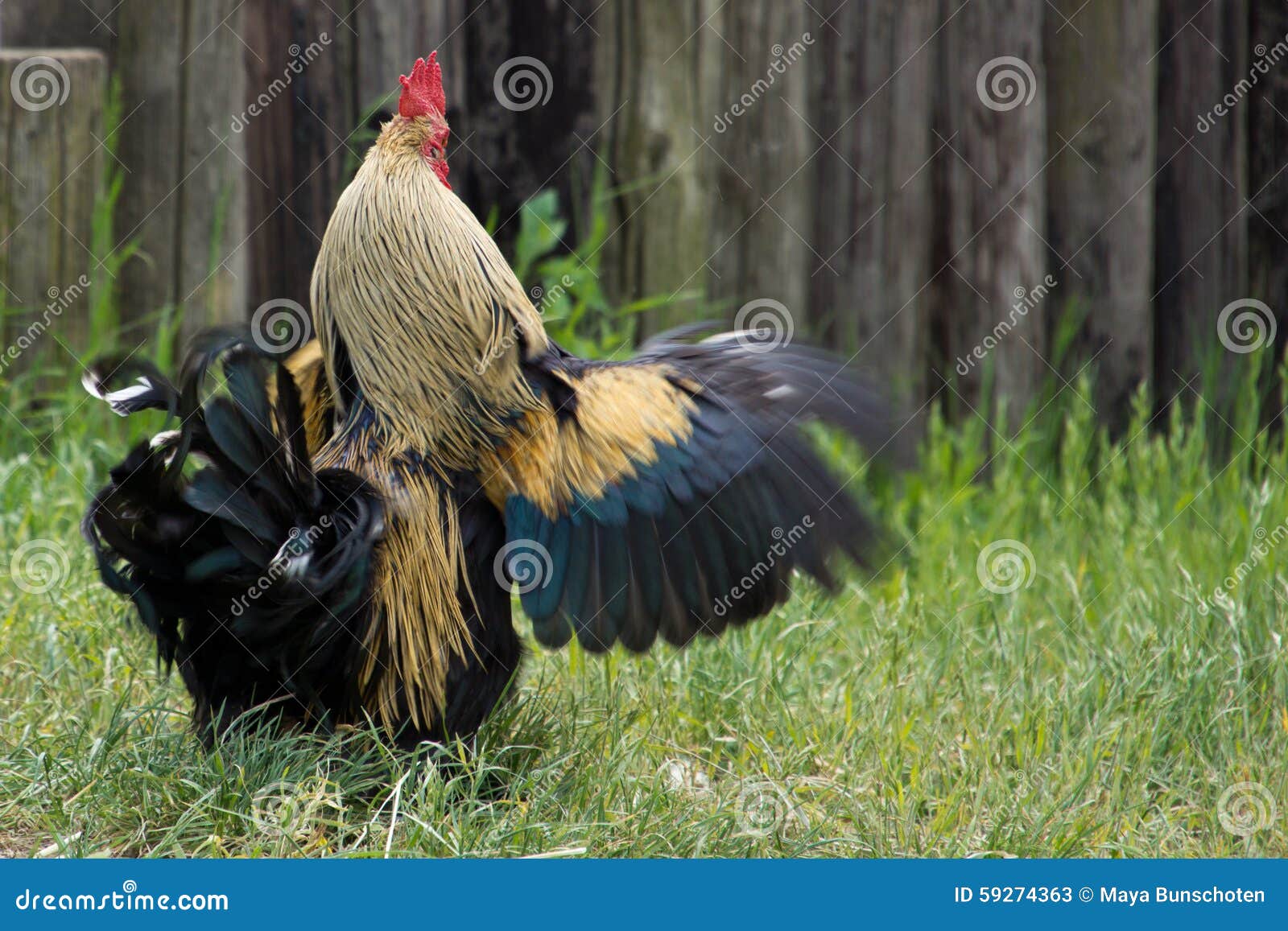 Proud rooster stock image. Image of proud, range, dominant - 59274363