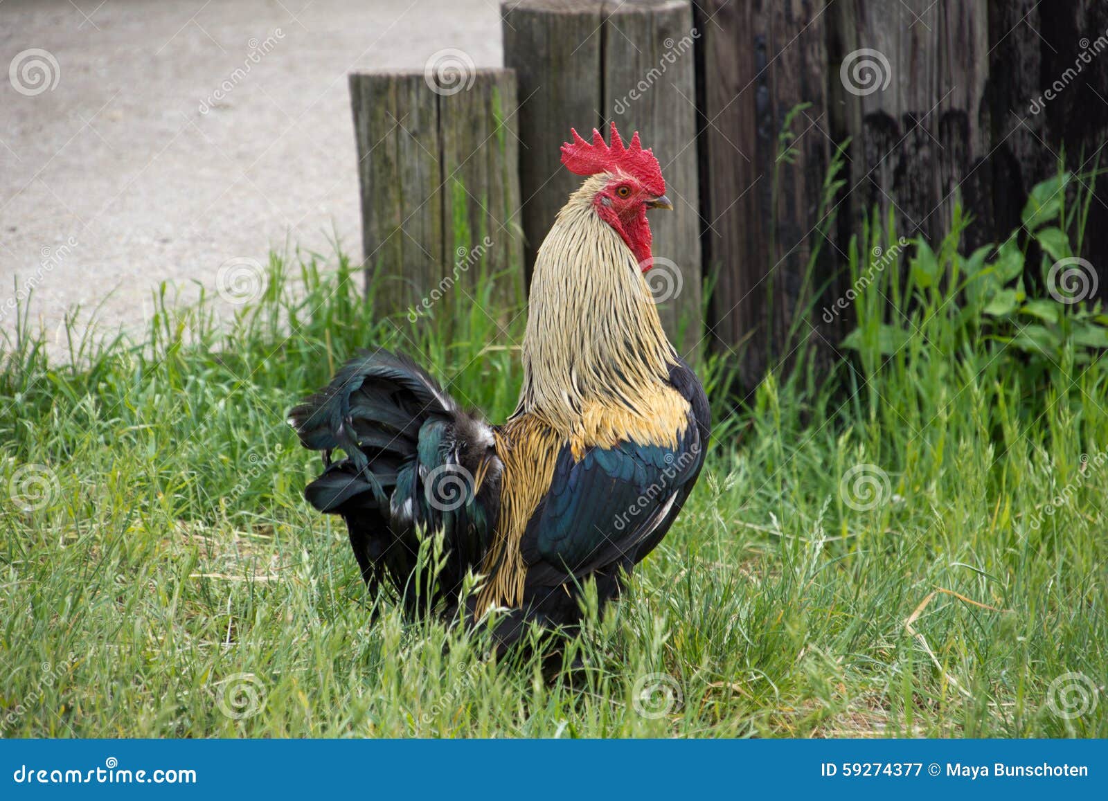 Proud rooster stock image. Image of chicken, colorful - 59274377
