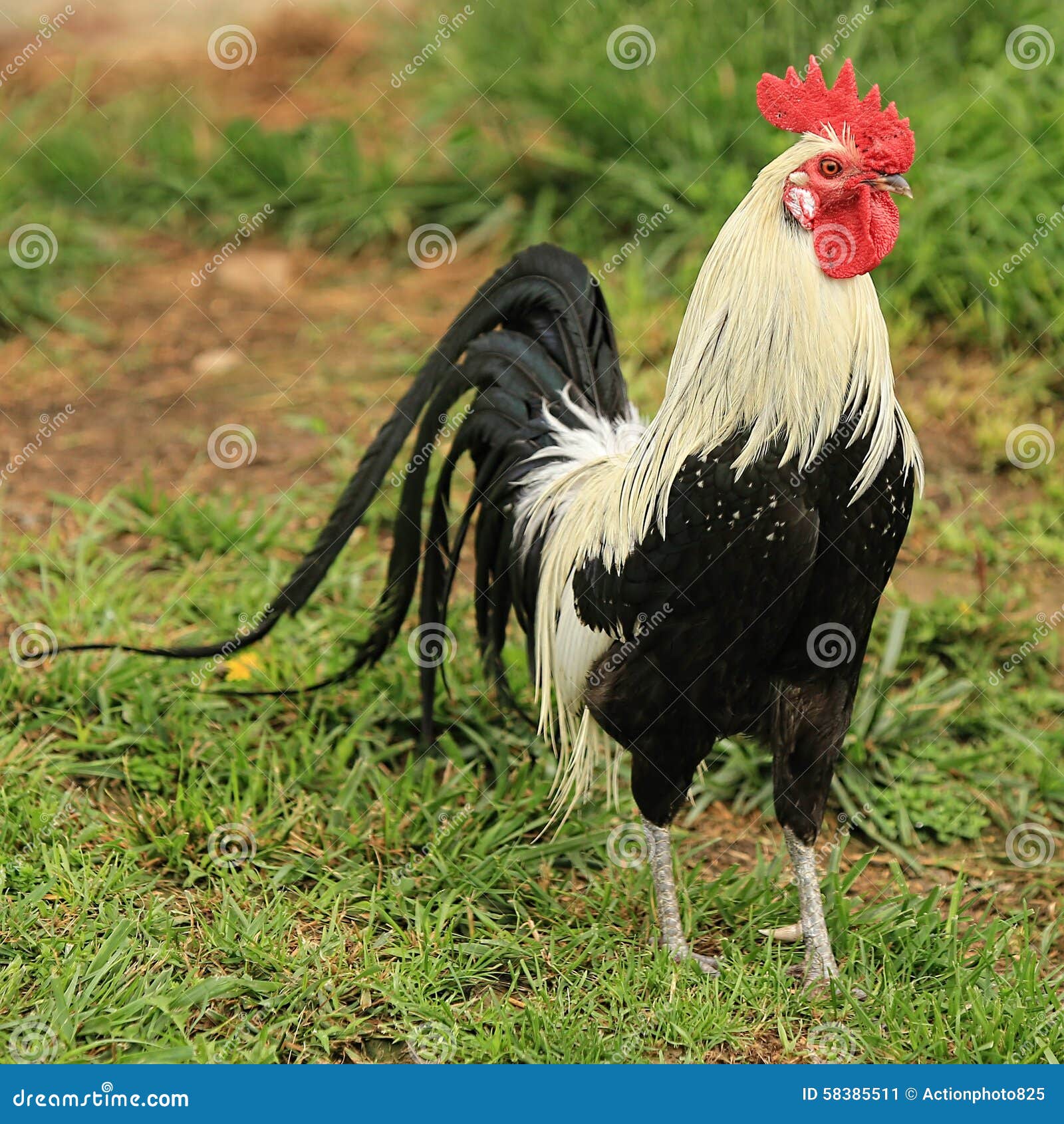 Proud Rooster stock image. Image of animals, tail, checken - 58385511