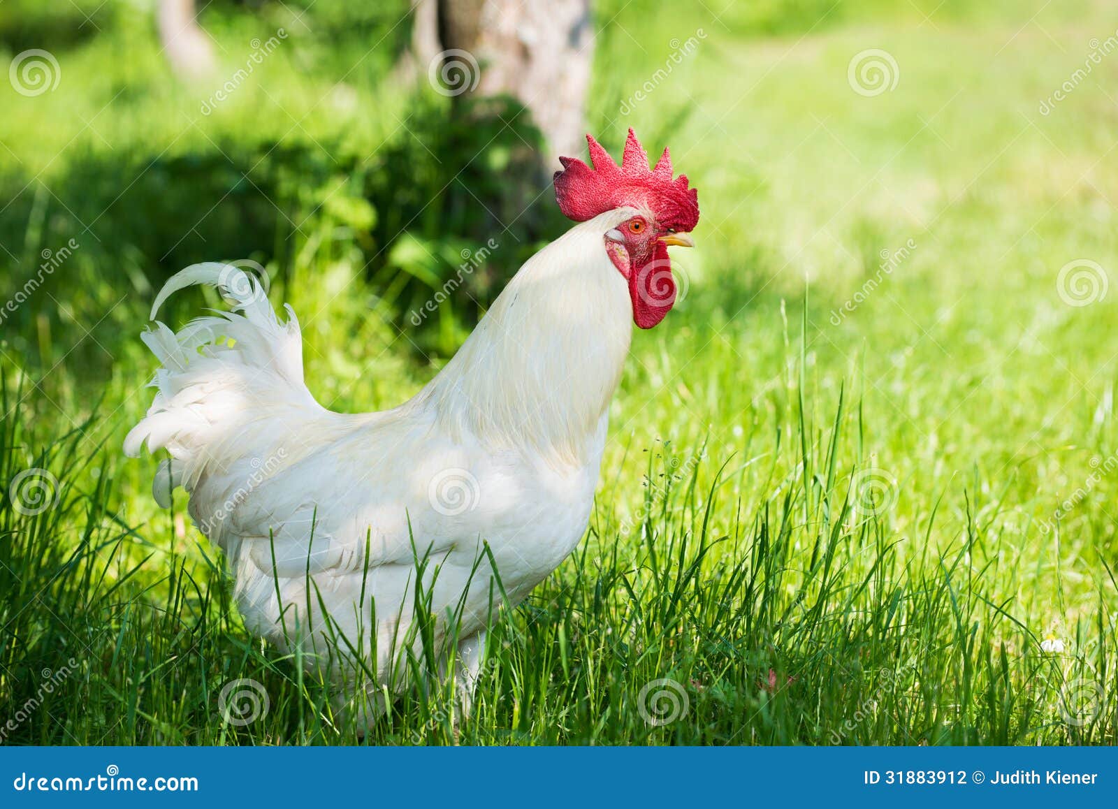 Proud rooster stock photo. Image of nature, animals, green - 31883912