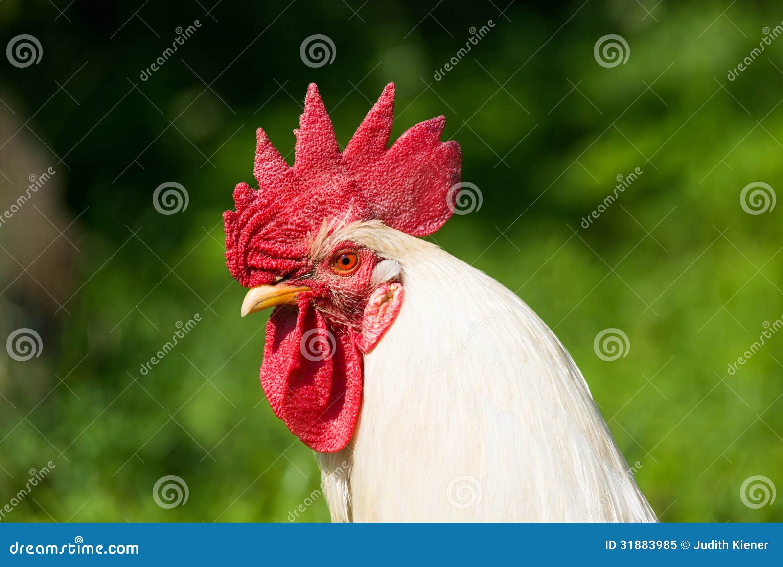 Proud Rooster Royalty-Free Stock Image | CartoonDealer.com #31883890