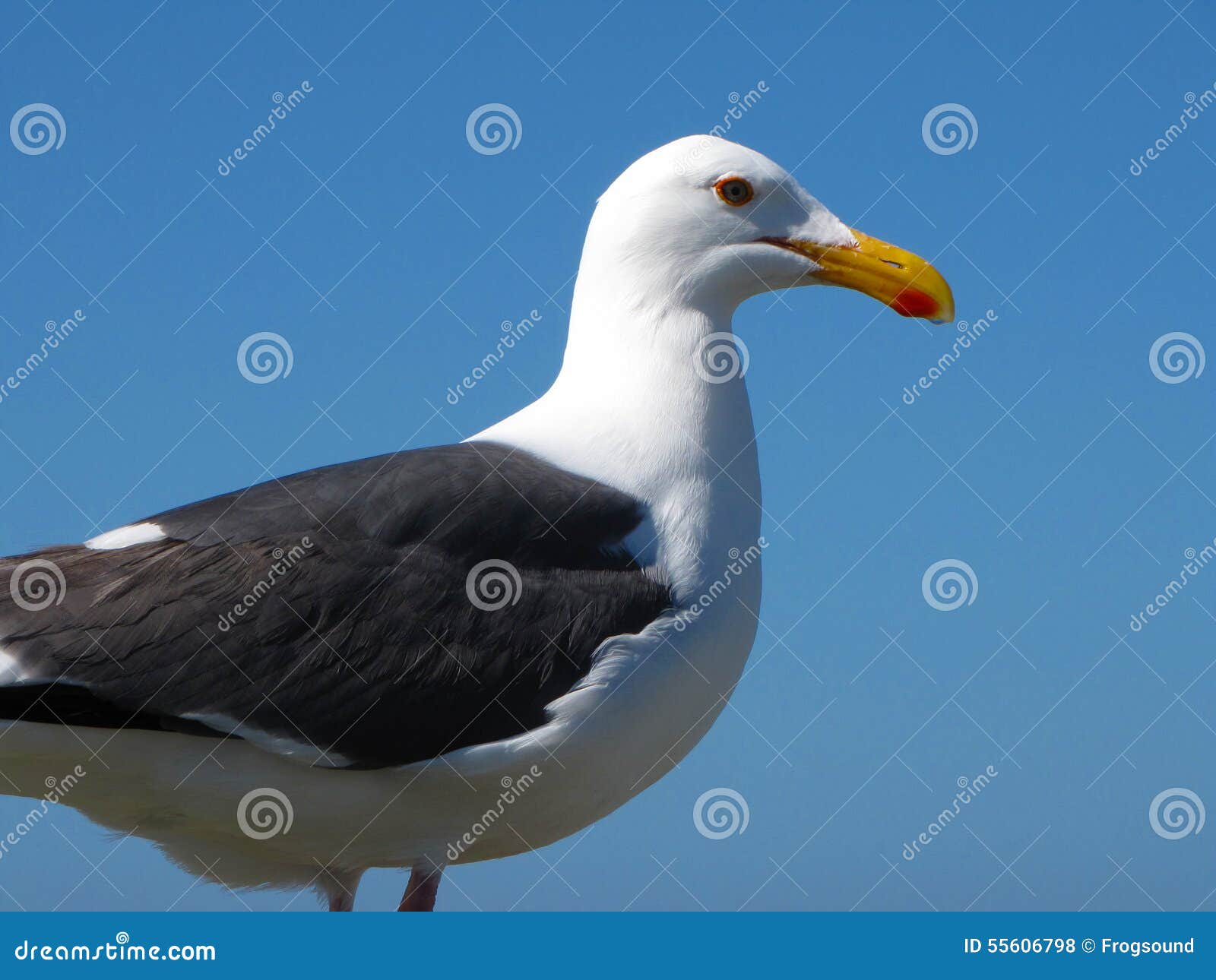 Proud Seagull in Profile stock photo. Image of ocean - 55606798