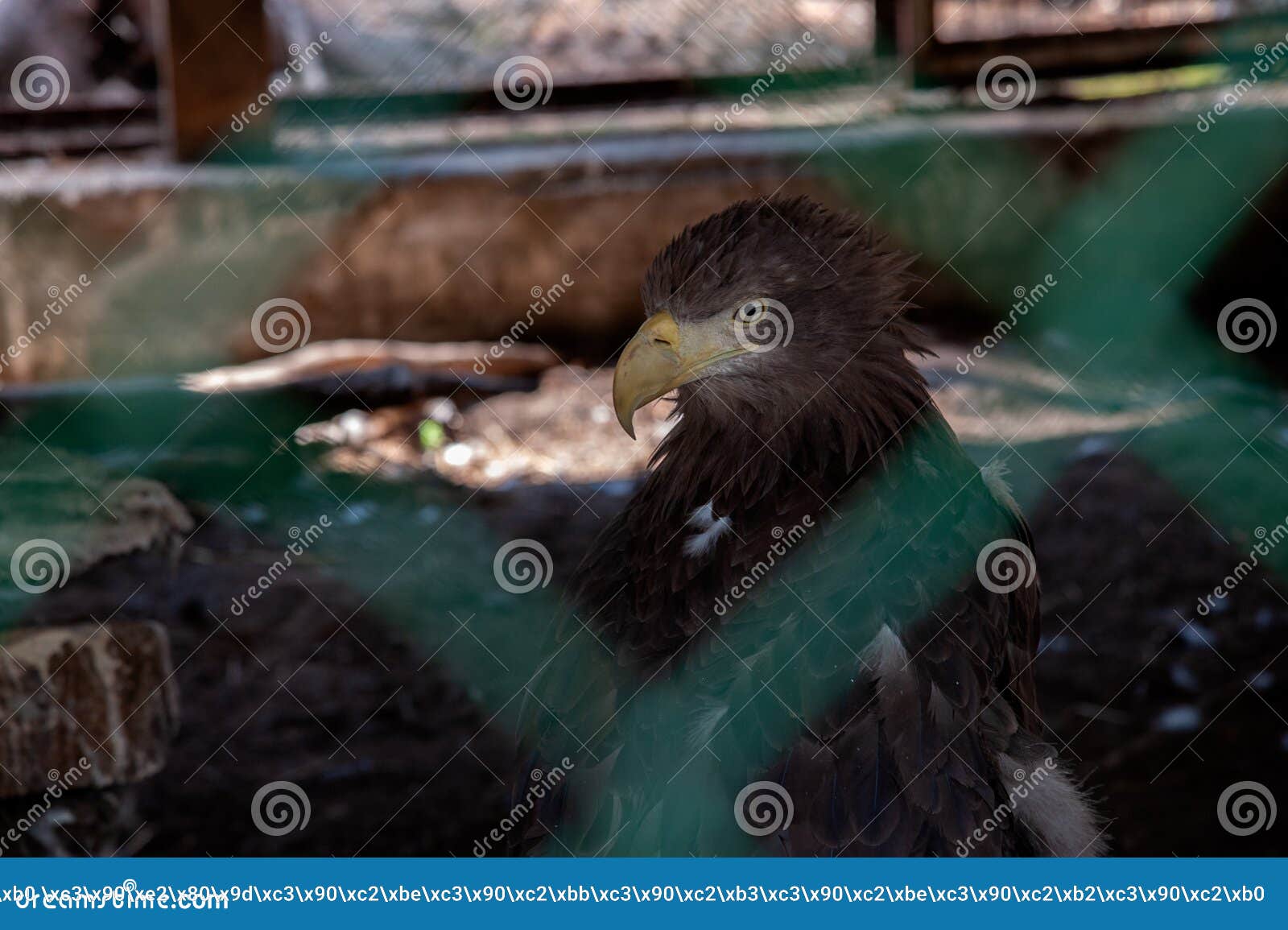 Proud Serious Eagle Sits Behind a Cage Stock Photo - Image of tree ...