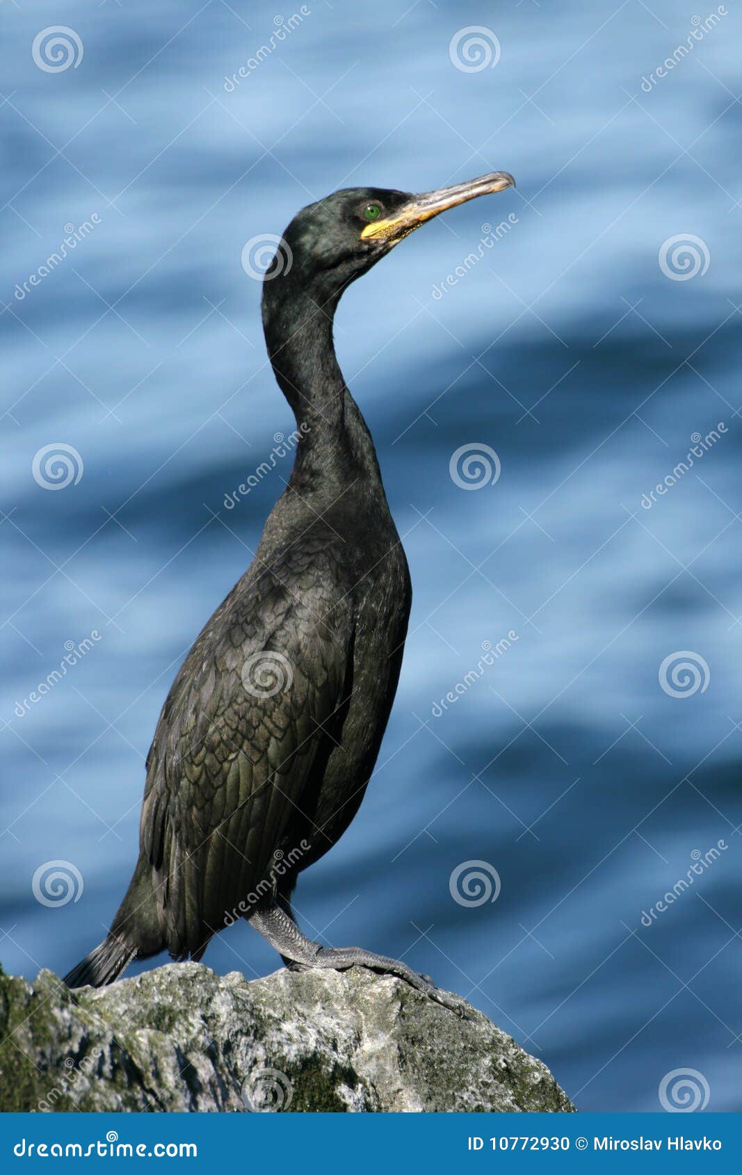 Proud shag stock photo. Image of neck, shag, nature, wild - 10772930