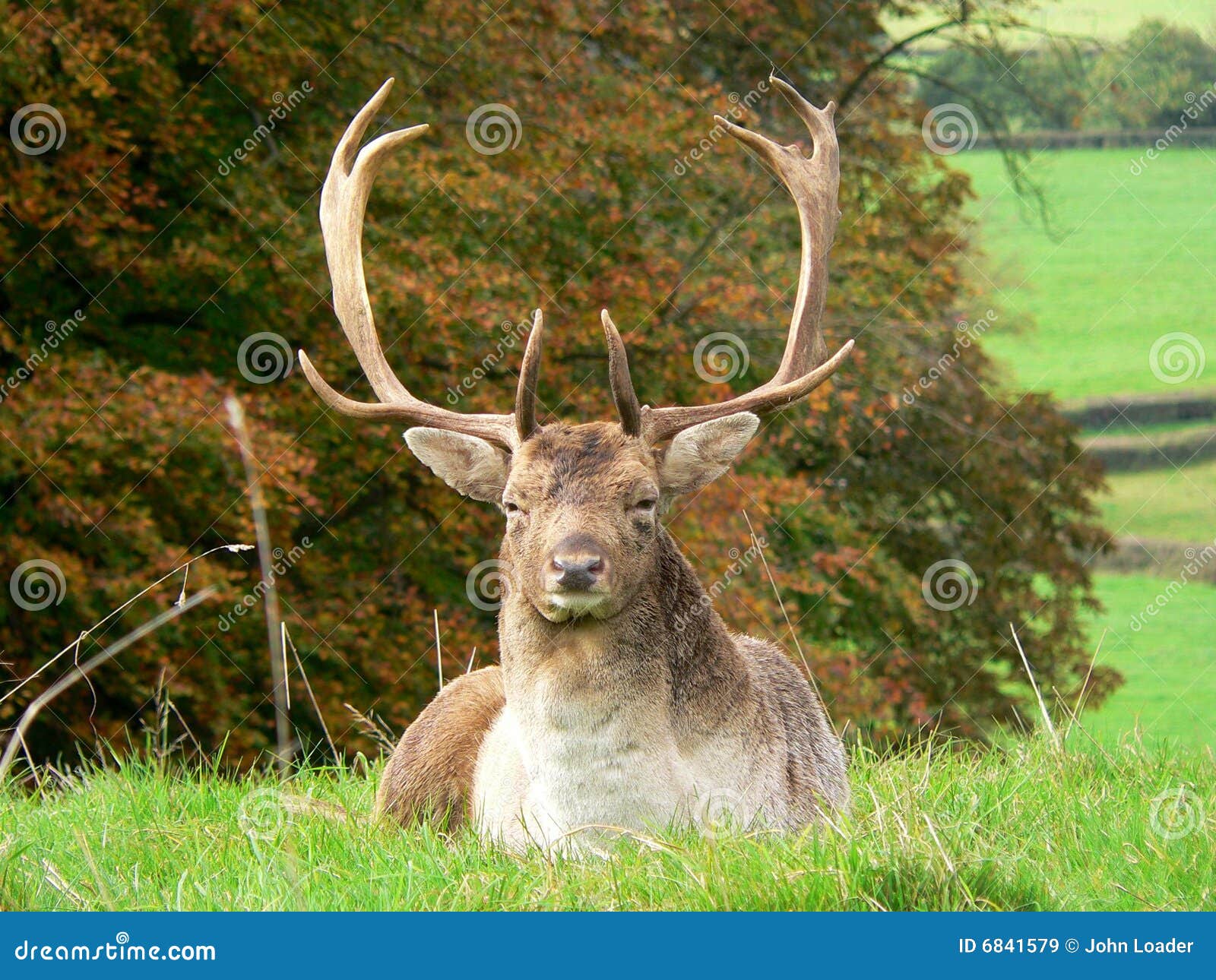 Proud Stag stock image. Image of farm, british, field - 6841579