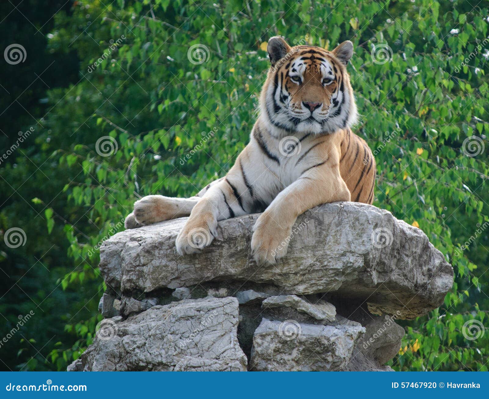 Proud tiger stock photo. Image of nature, stripes, feline - 57467920