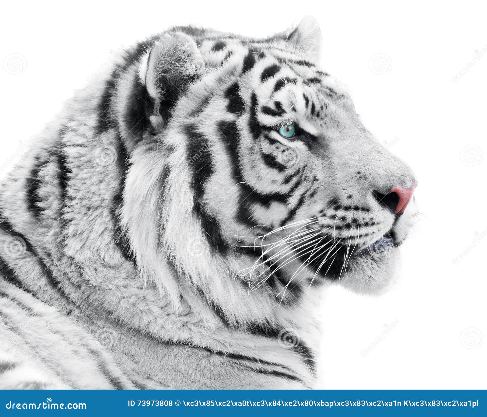 Proud tiger stock photo. Image of feline, looking, dangerous - 73973808