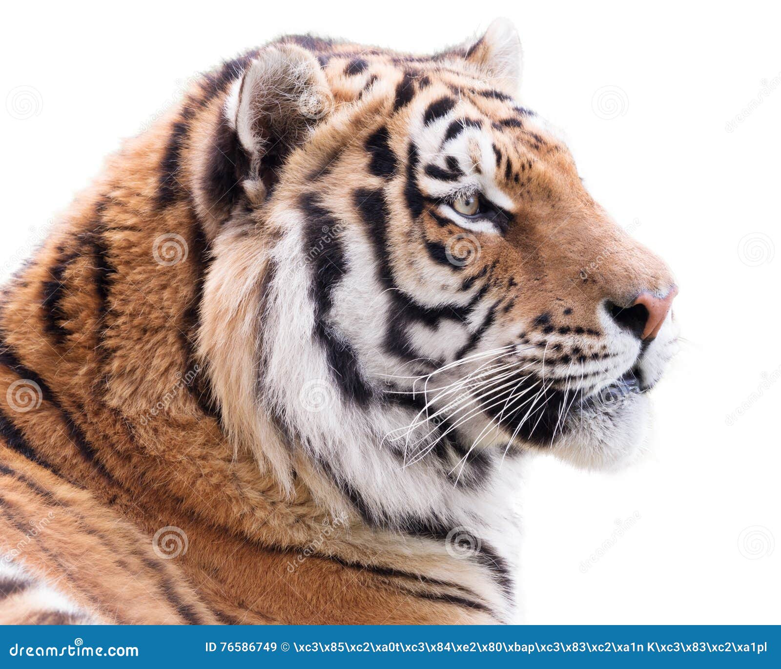 Proud tiger stock image. Image of elegant, beast, creature - 76586749
