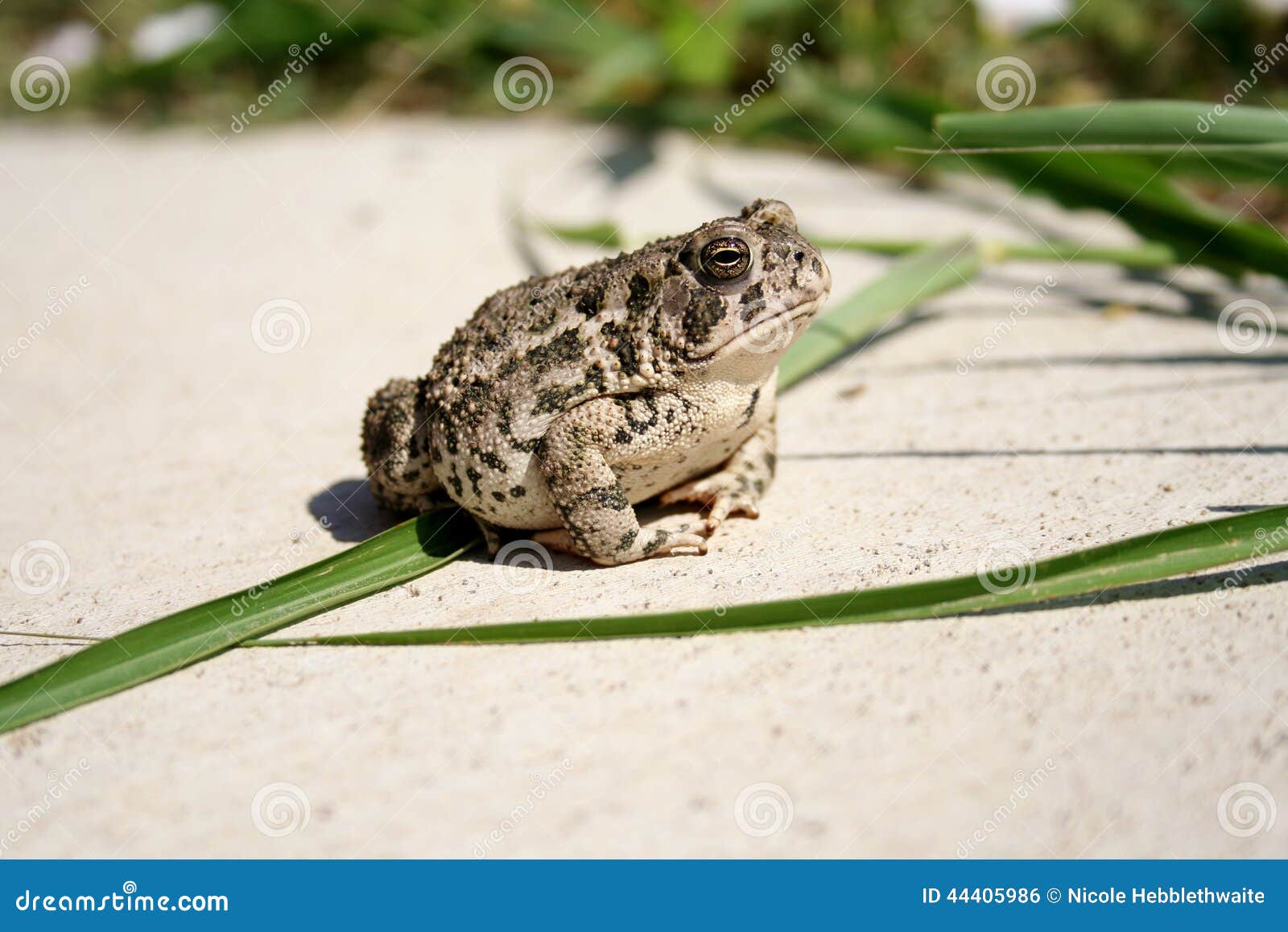 Proud toad stock photo. Image of wildlife, amphibian - 44405986