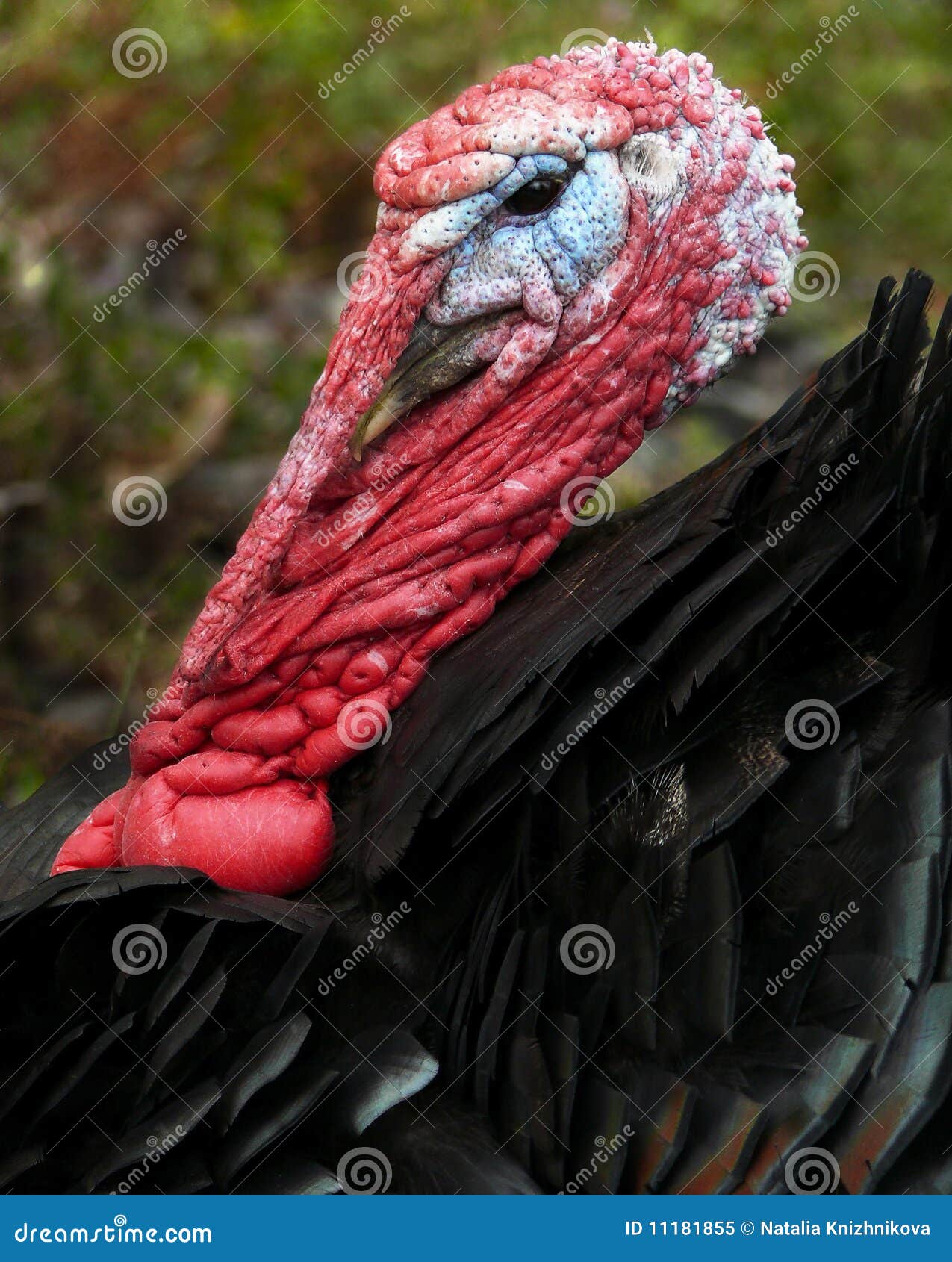 Proud turkey stock image. Image of nature, single, head - 11181855