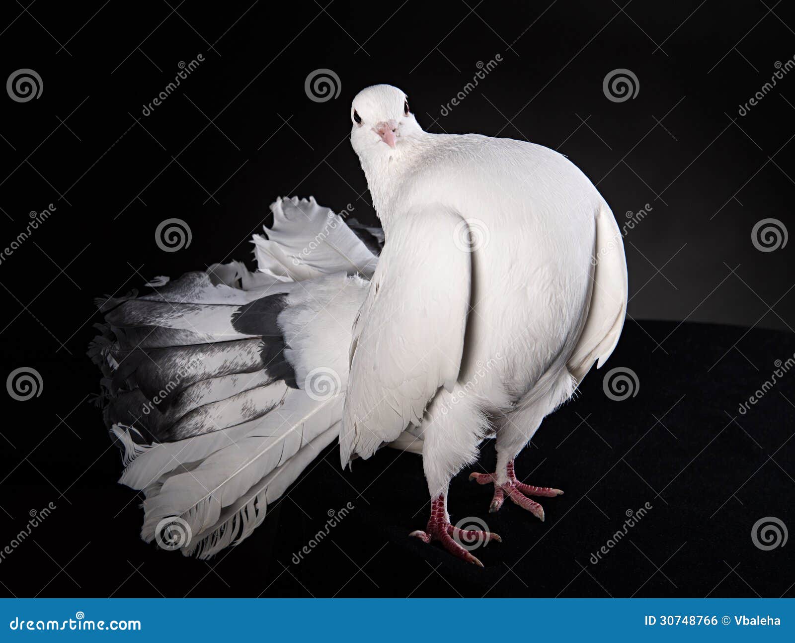 A Proud White Rooster Flapping Its Wings Stock Image | CartoonDealer ...