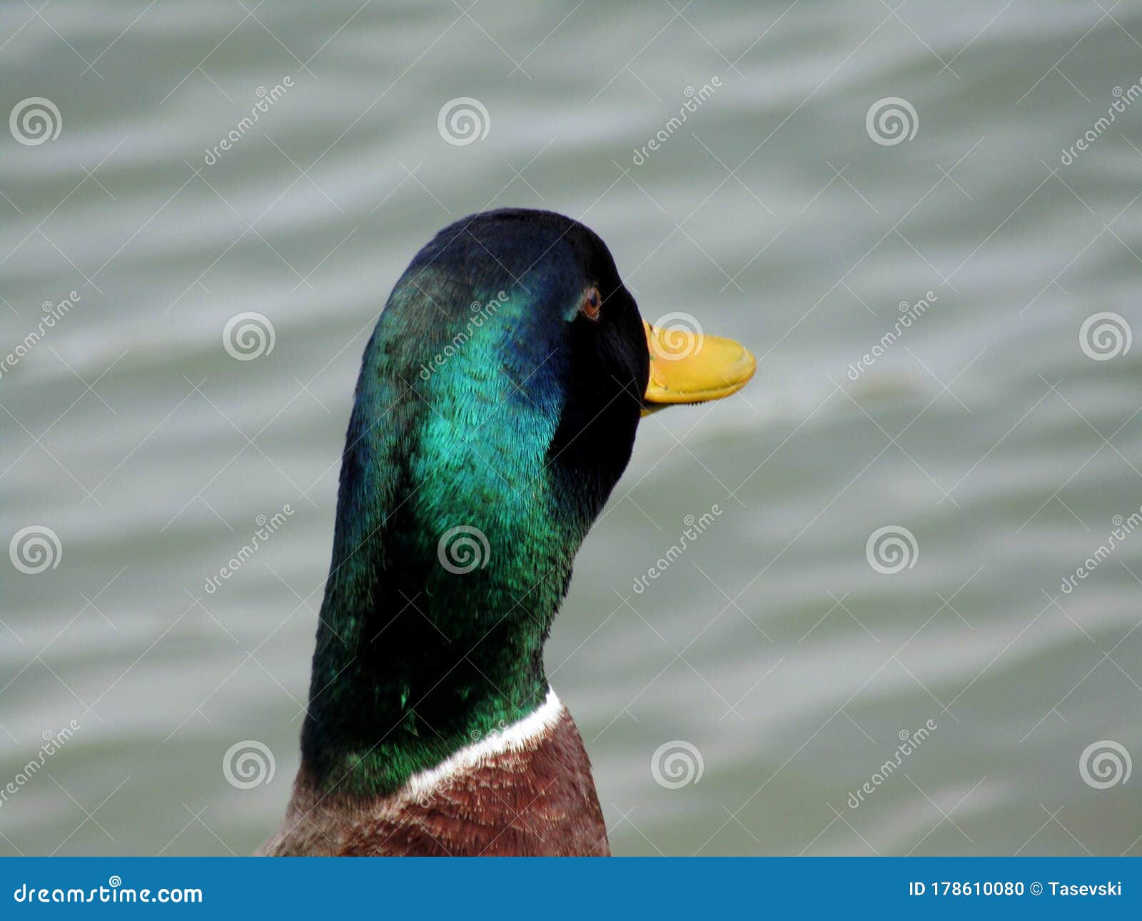 A Proud Wild Duck on the Shore of a Lake Stock Photo - Image of duck ...