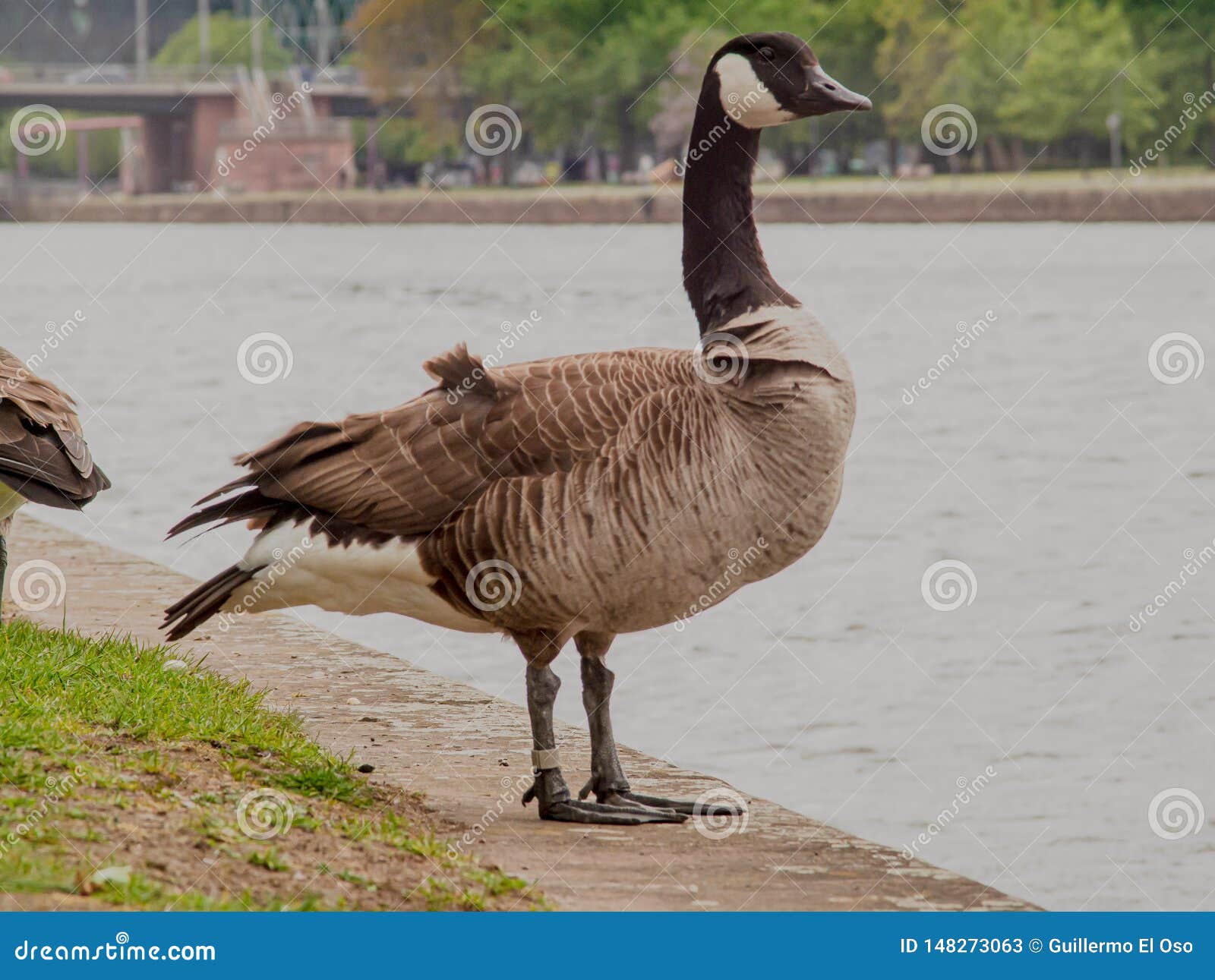 A Proud Wild Goose Pauses on the Bank Stock Image - Image of lake, duck ...