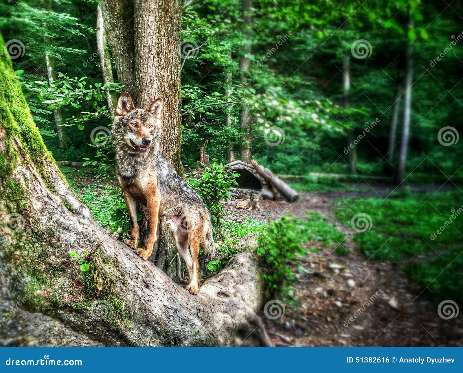 The proud wolf stock photo. Image of nature, stone, sochi - 51382616