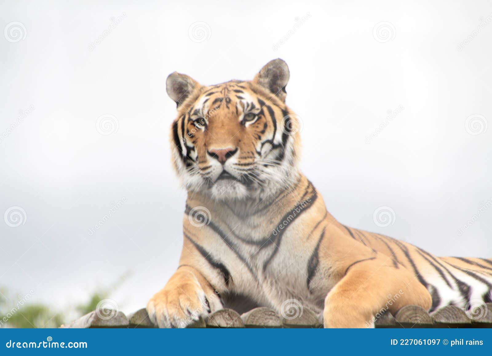 Proudly Looking Over Wingham Zoo Kent Stock Image - Image of tiger ...