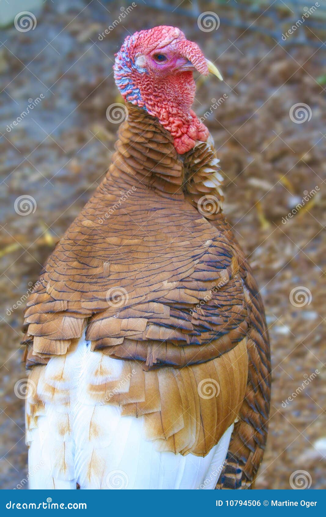 Pround Turkey. stock photo. Image of gallopavo, feather - 10794506