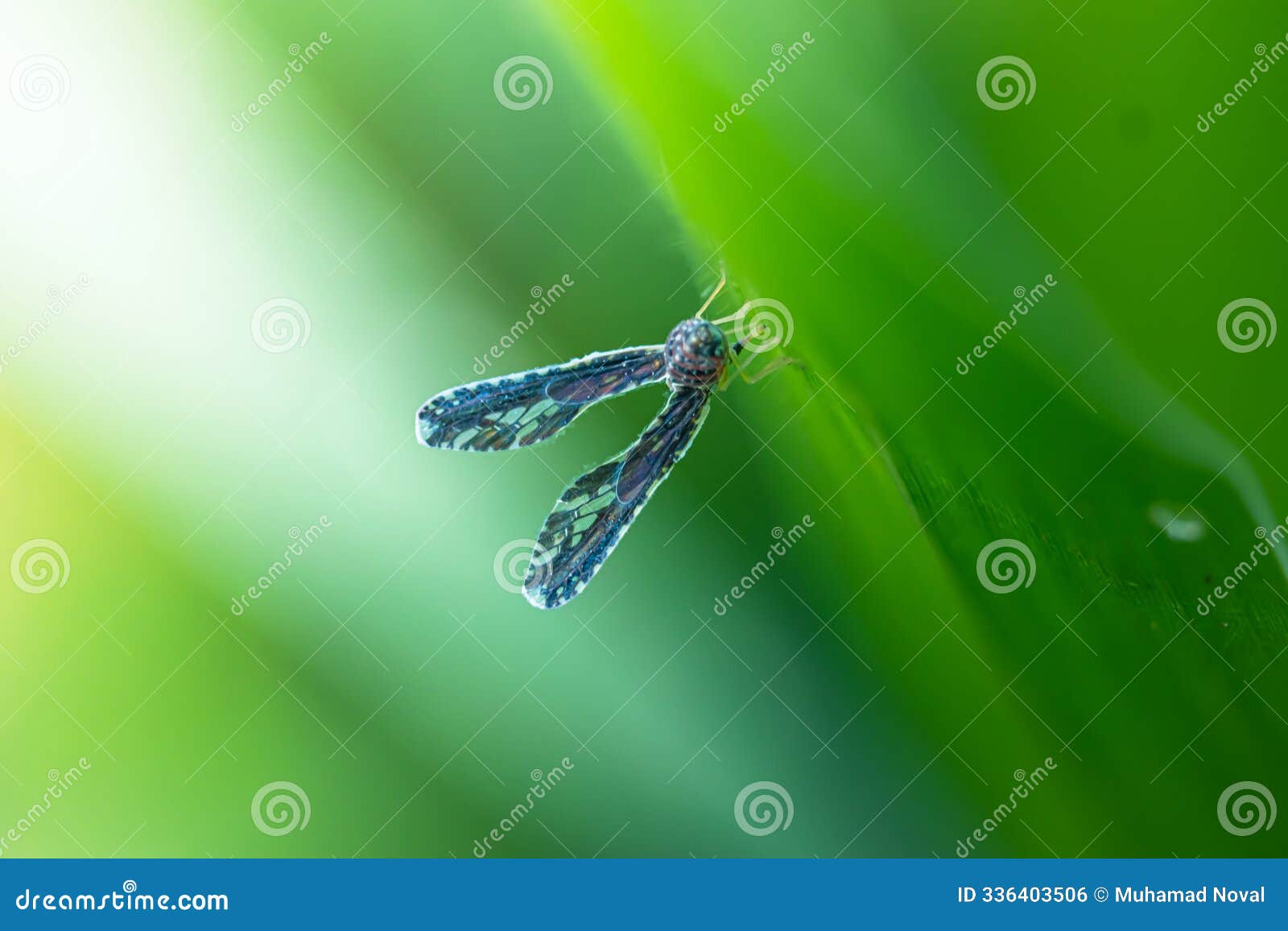 Proutista Moesta Is A Common Species Of Planthopper From The Family ...