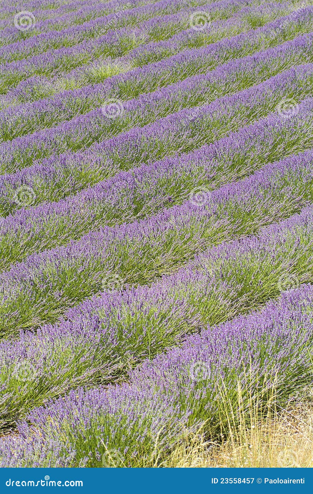 Provance lavander field stock image. Image of provance - 23558457