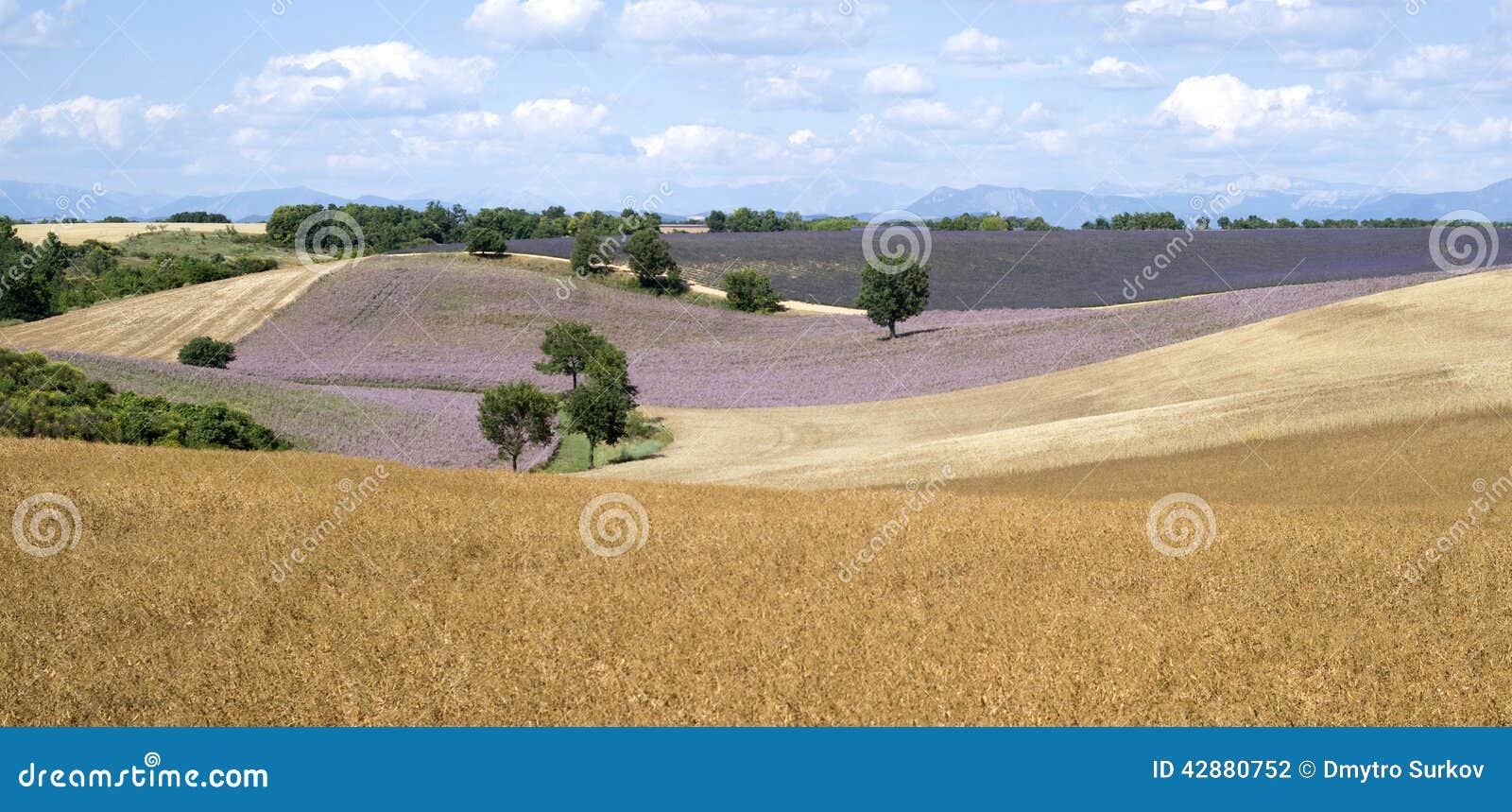 Provencal landscape stock photo. Image of country, grown - 42880752