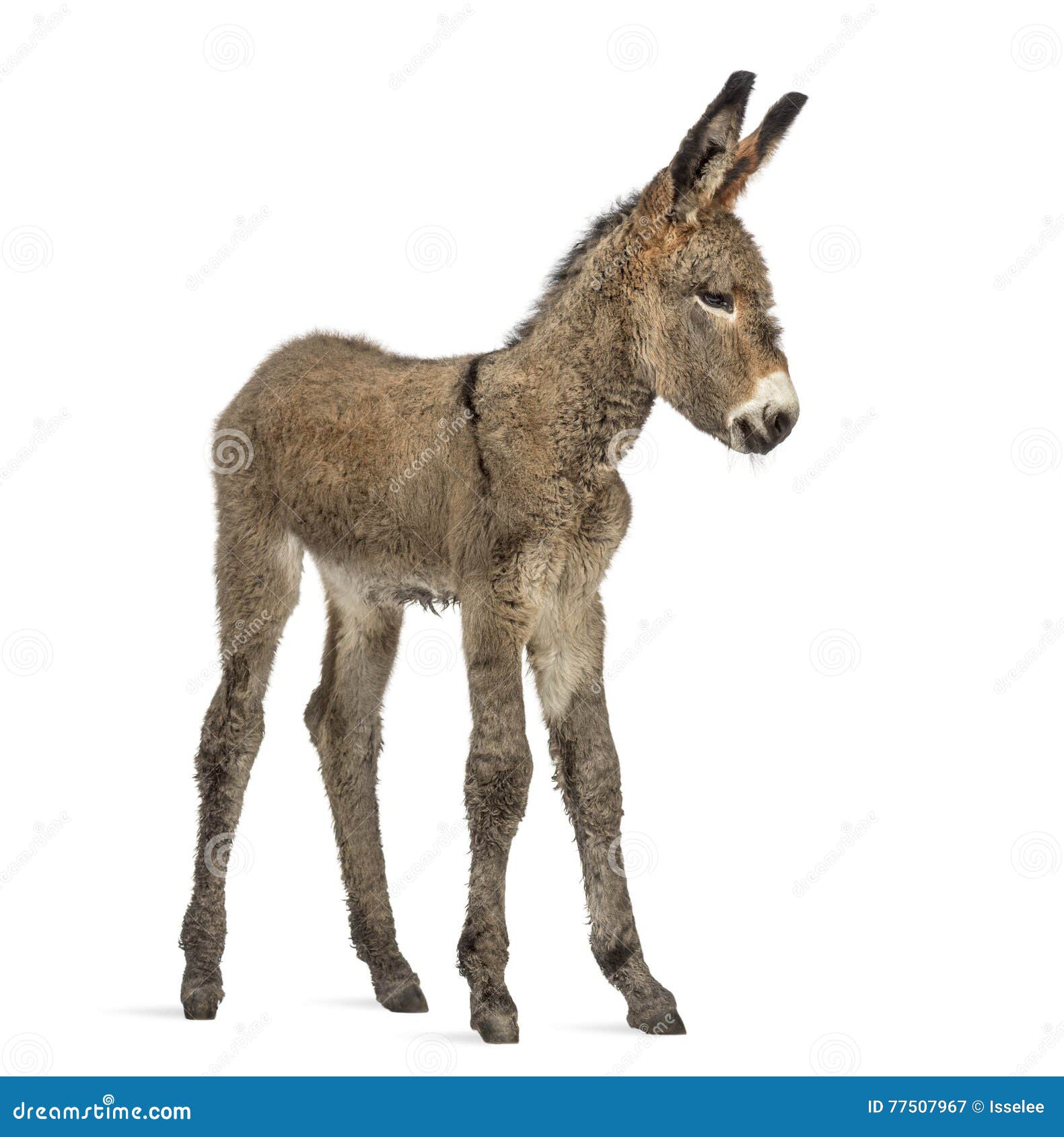 Provence Donkey Foal Isolated on White Stock Image - Image of ...
