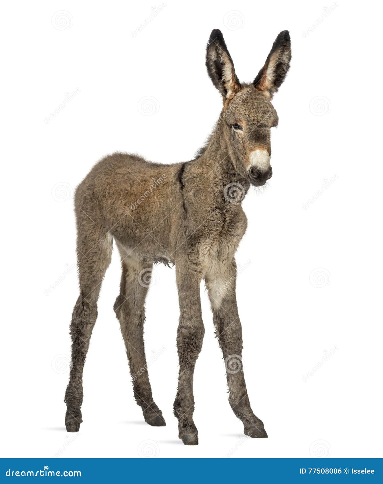 Provence Donkey Foal Isolated on White Stock Photo - Image of white ...