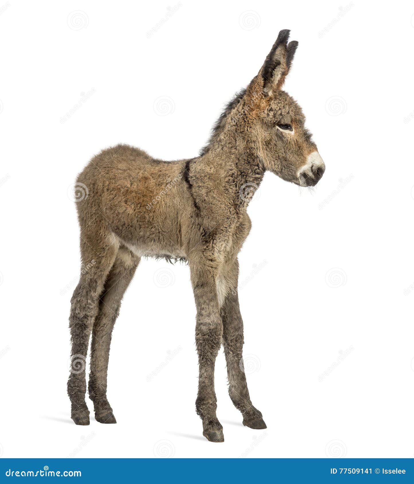 Provence Donkey Foal Isolated on White Stock Image - Image of isolated ...