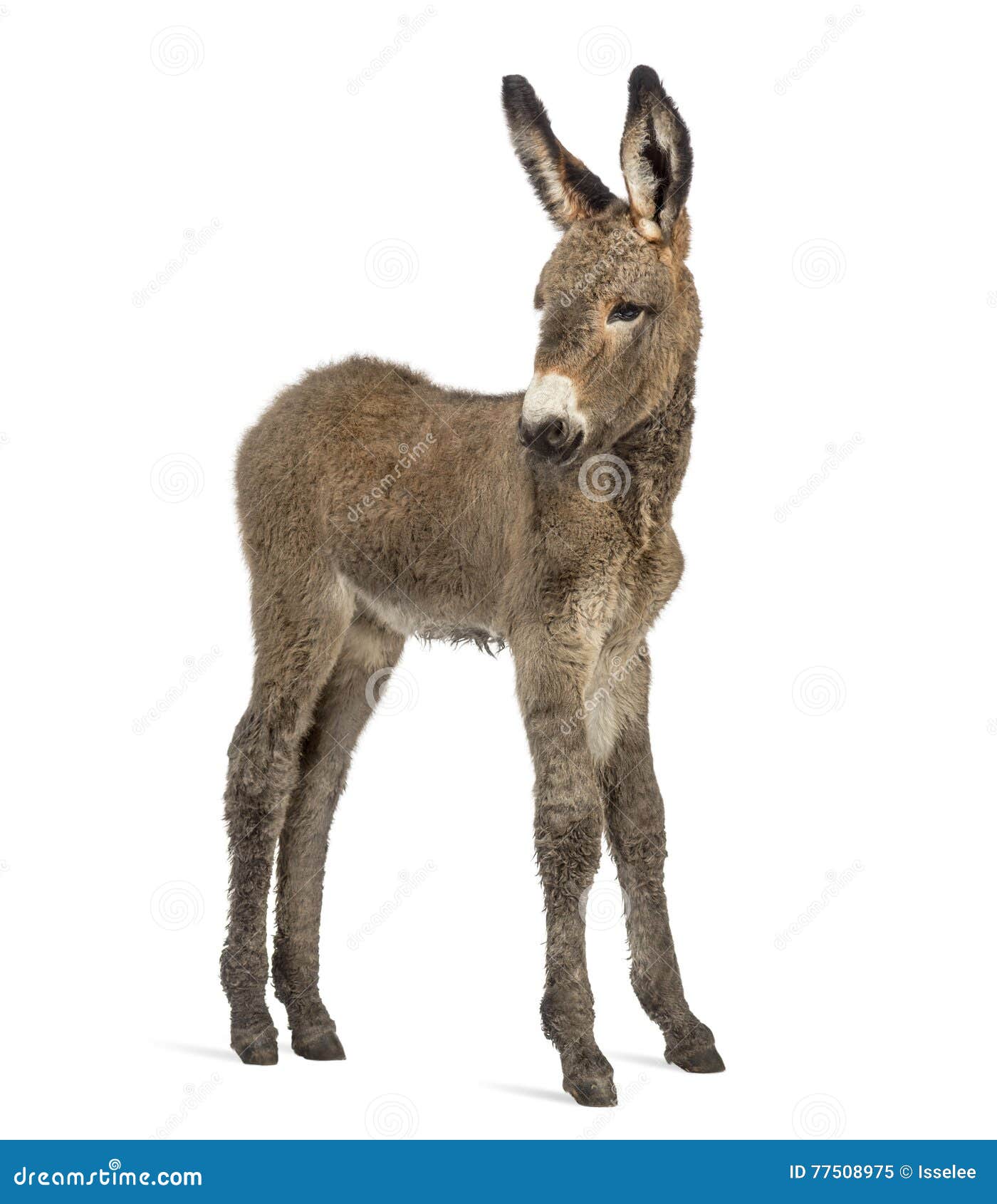 Provence Donkey Foal Isolated on White Stock Image - Image of looking ...