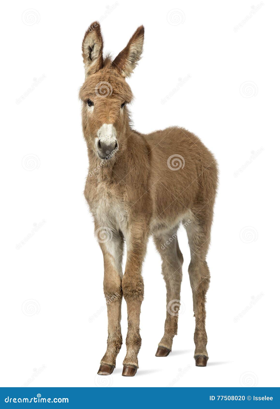 Provence Donkey Foal Isolated on White Stock Photo - Image of looking ...