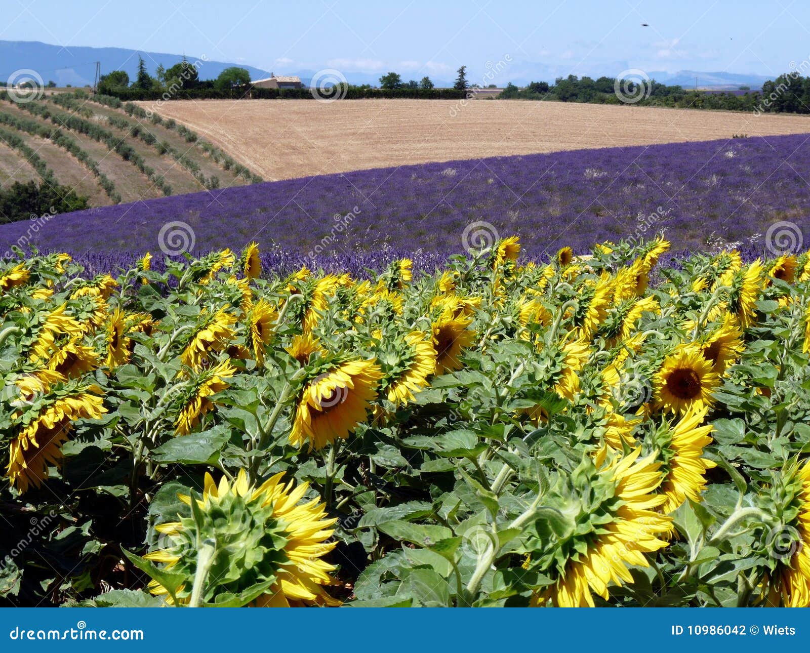 Provence landscape stock photo. Image of meadows, grasse - 10986042