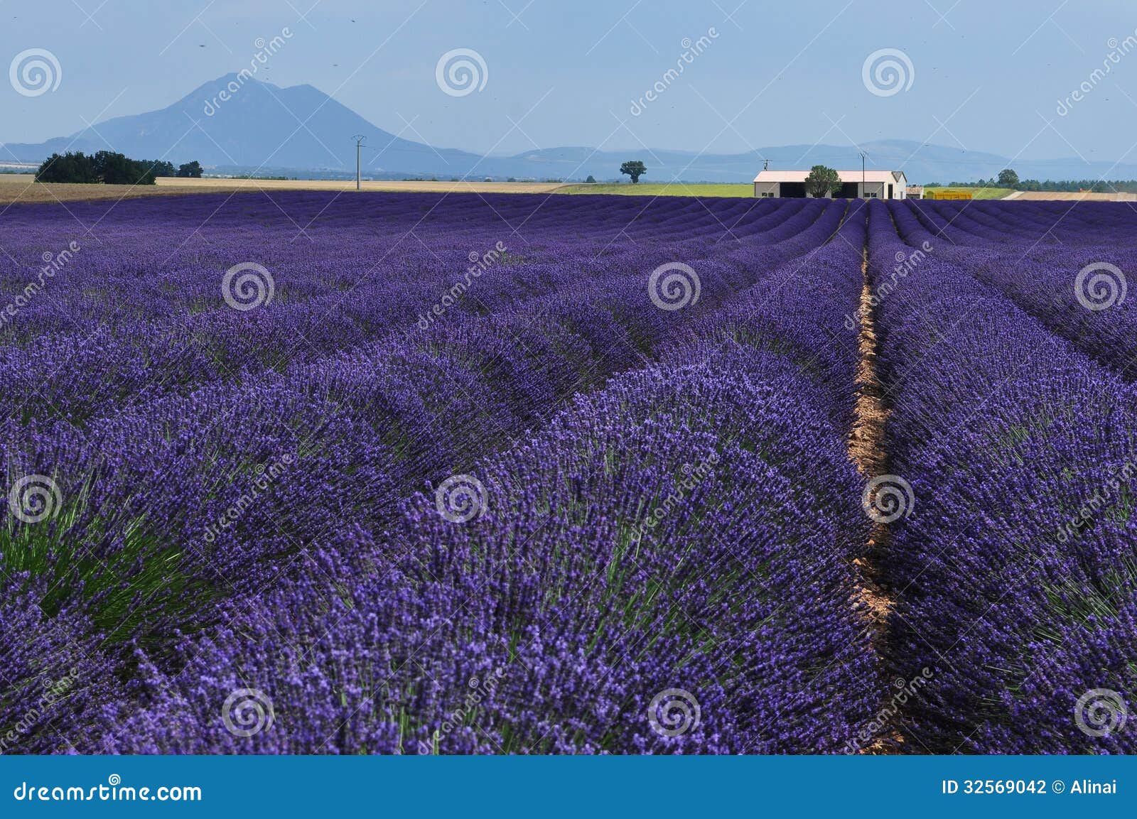 Provence lavender stock photo. Image of prairie, agriculture - 32569042